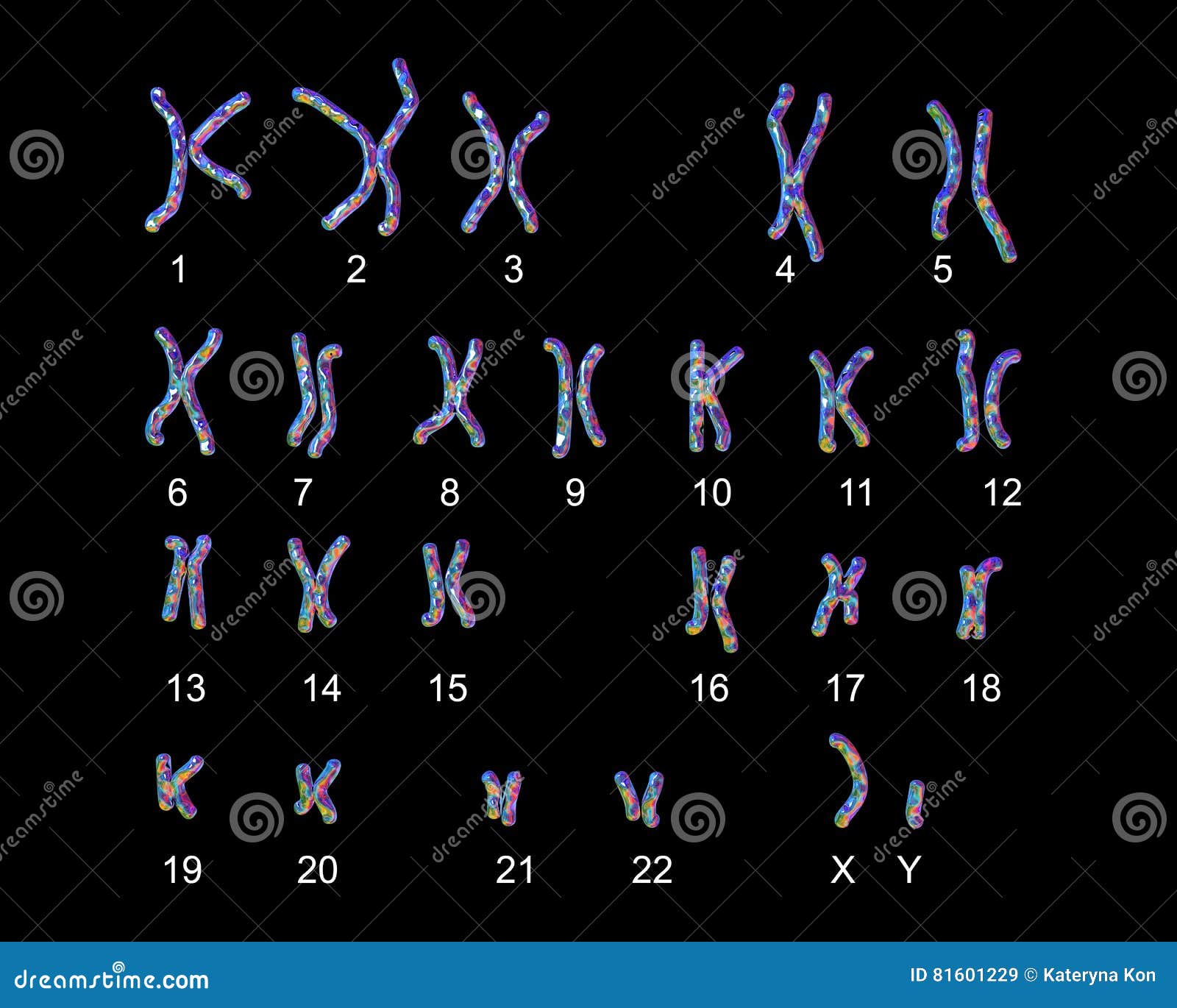 Karyotype Masculin Humain Normal Illustration Stock - Illustration du ...