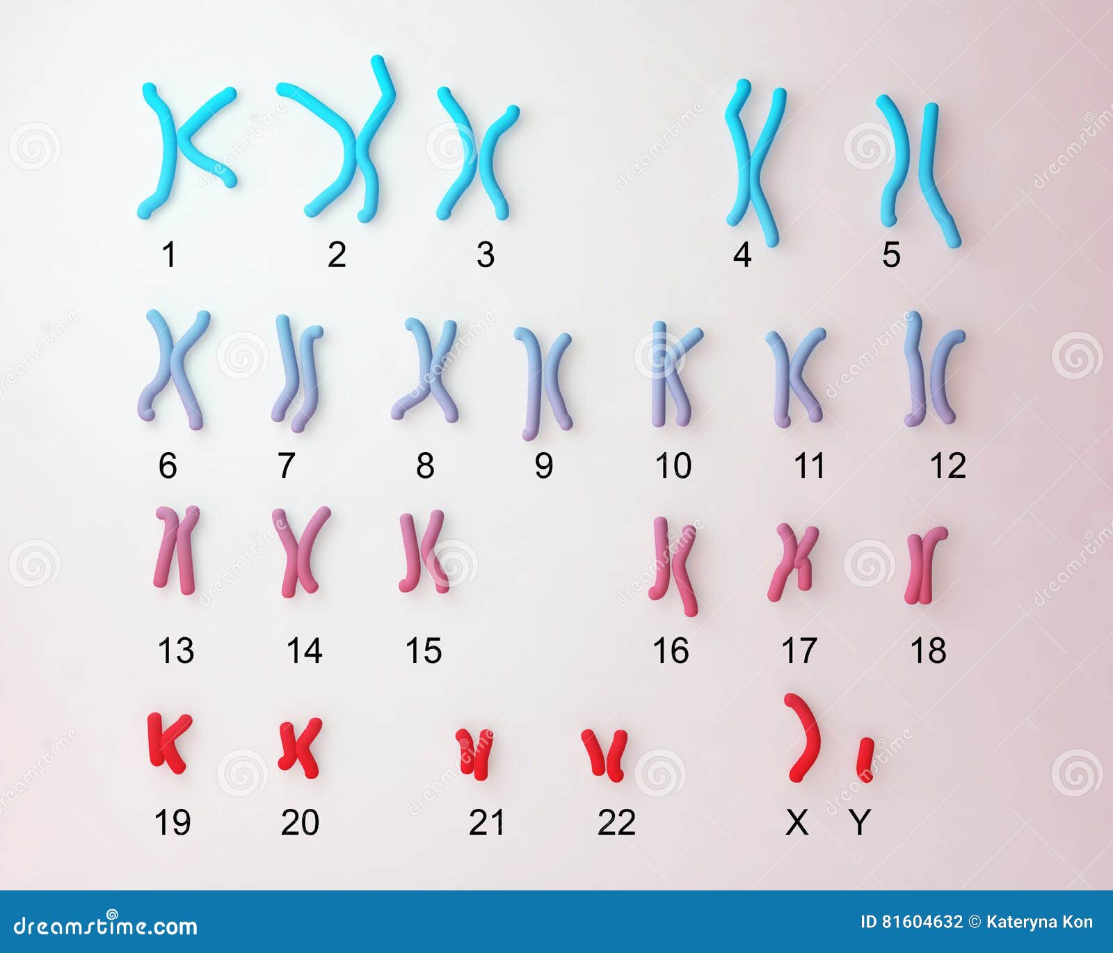 Karyotype Masculino Humano Normal Ilustração Stock - Ilustração de ...