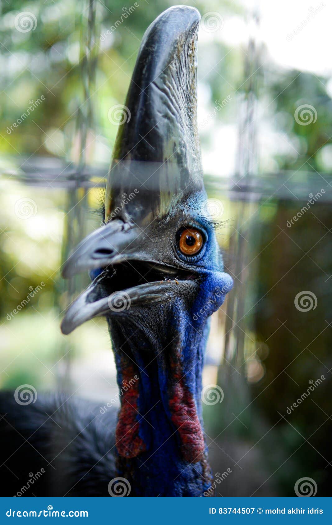 Kasawari stock image. Image of kasawari, eyes, bokeh - 83744507