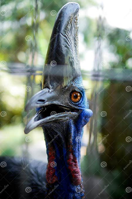 Kasawari stock image. Image of kasawari, eyes, bokeh - 83744507