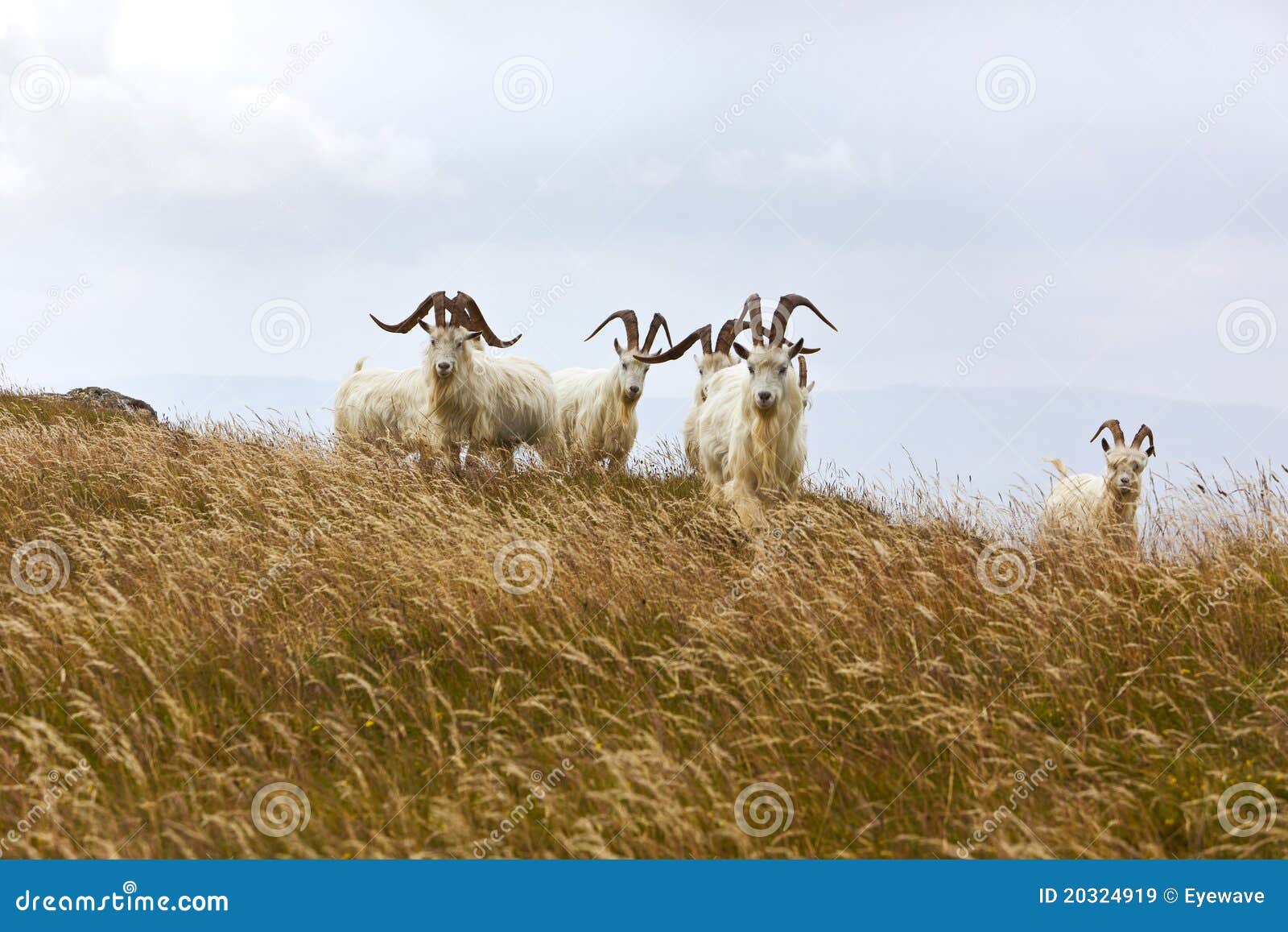 Kaschmir-Ziegen, Nordwales stockbild. Bild von kochgeschirr - 20324919