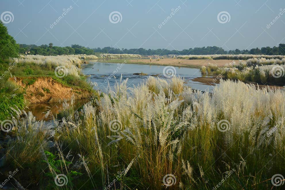 Kash Flower on river stock illustration. Illustration of river - 287389746