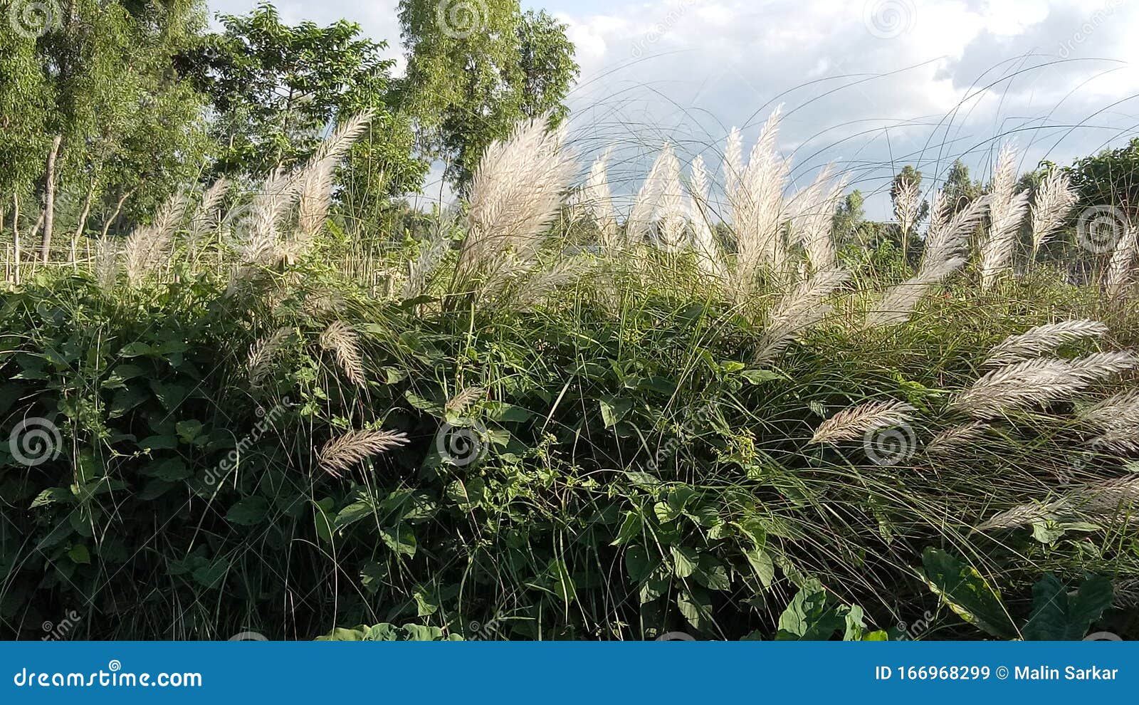 Kash Fool in Village in Winter Session Stock Image - Image of fool ...