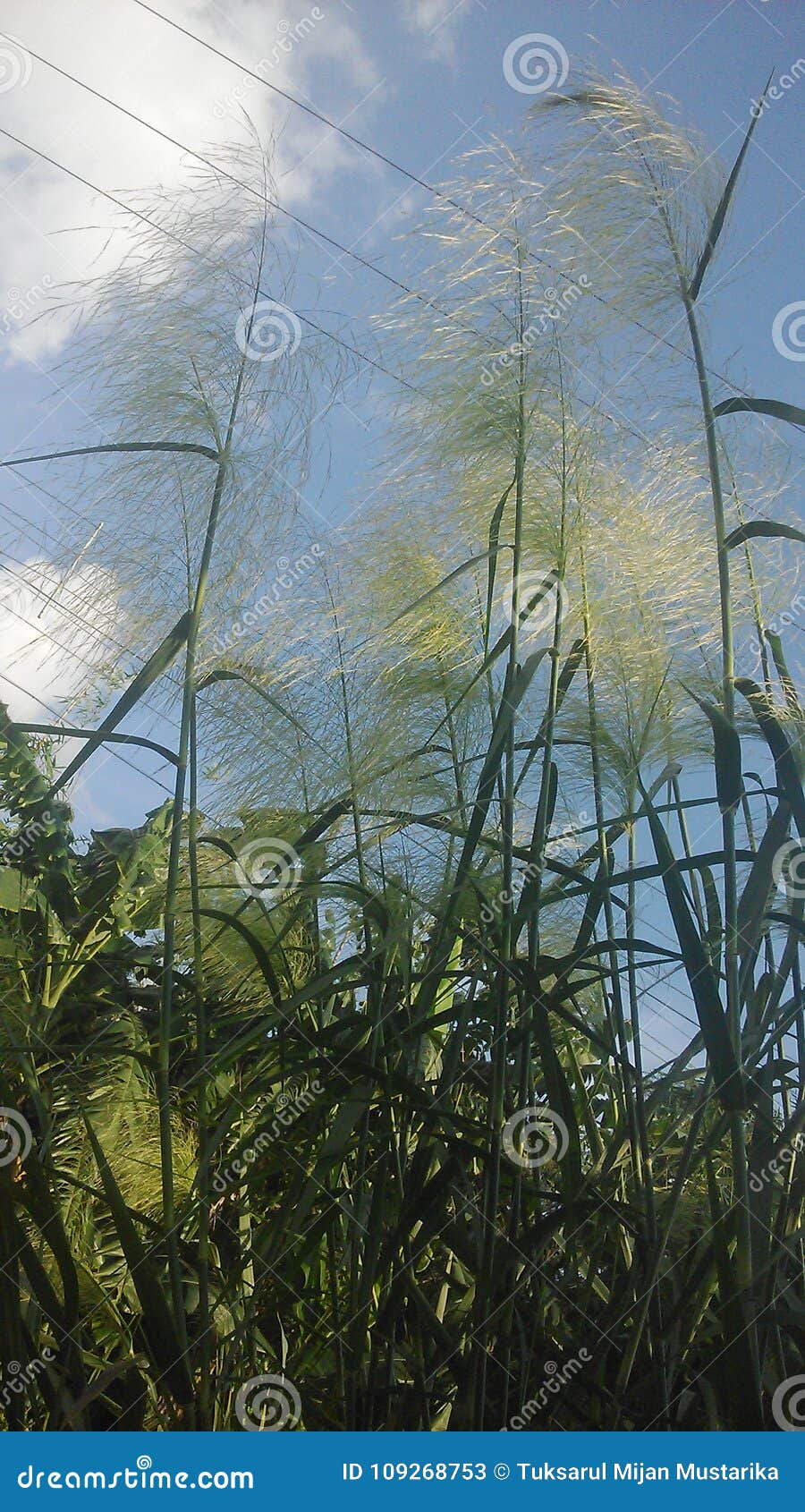 Kash full stock image. Image of full, kuch, kash, trees - 109268753