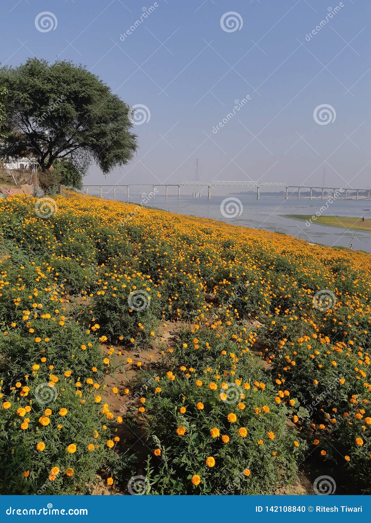 Kashi ghat stock photo. Image of kashi, flowers, covered - 142108840