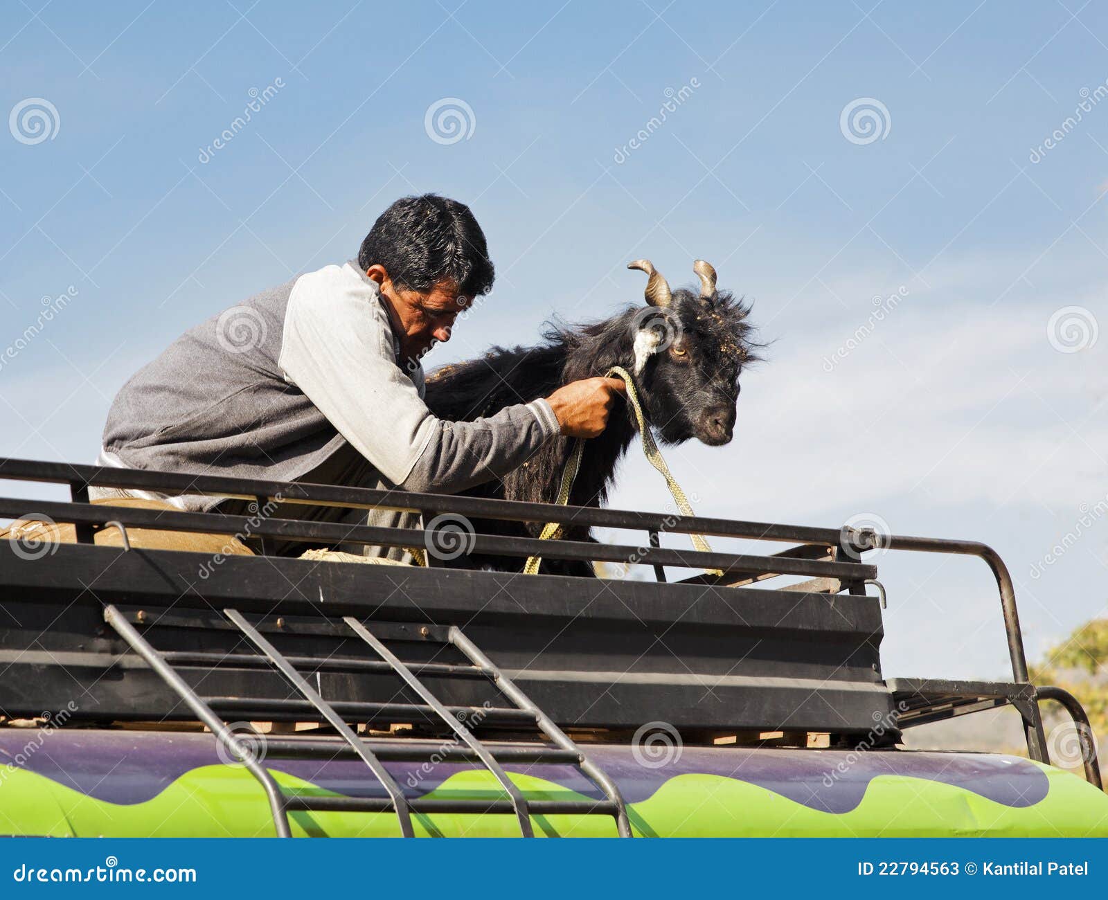 Kashmir Infrastructure Man Goat on Roof Rack Editorial Stock Photo ...