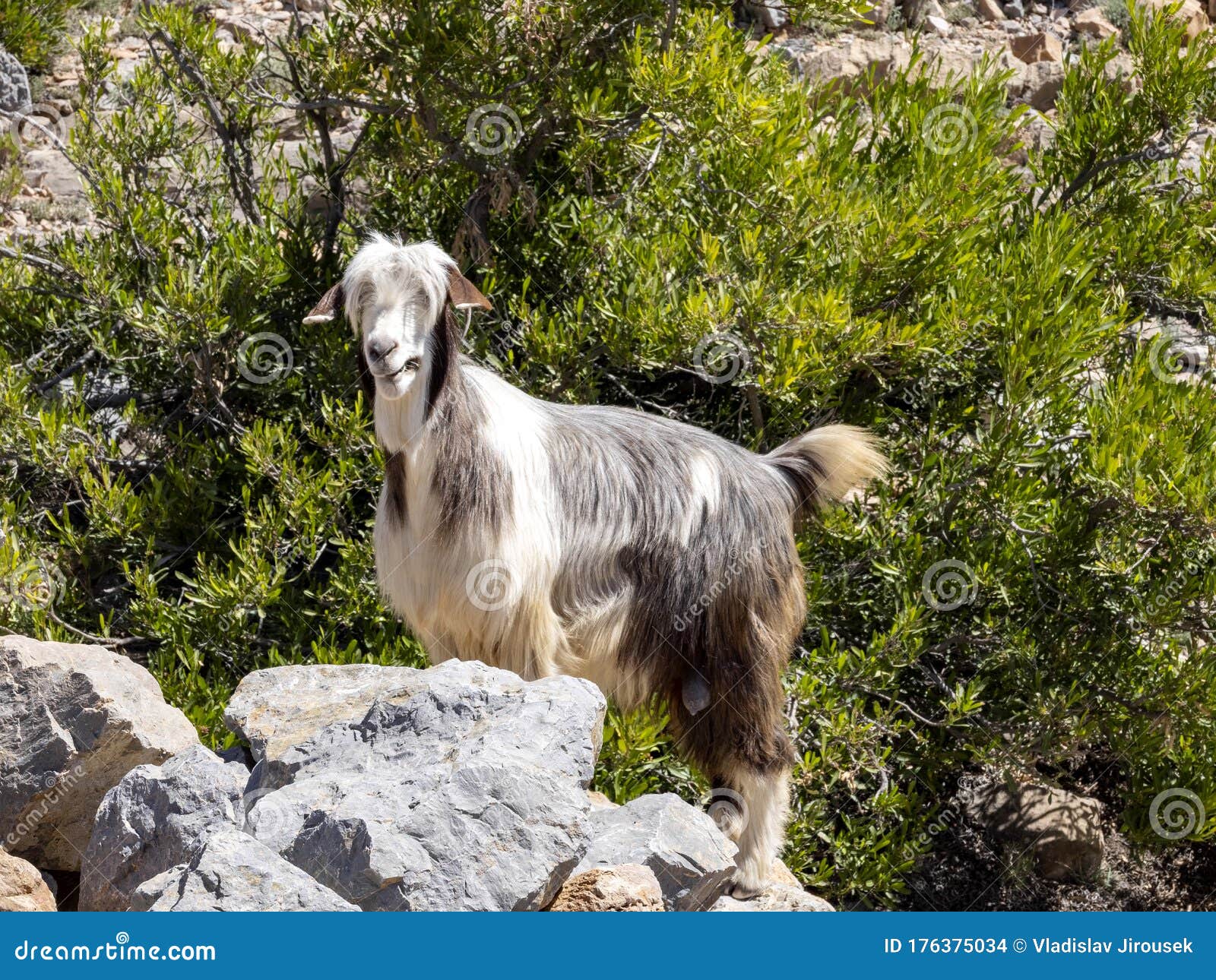 Kashmiri Goats Grazing in the Mountains, Oman Stock Photo - Image of ...