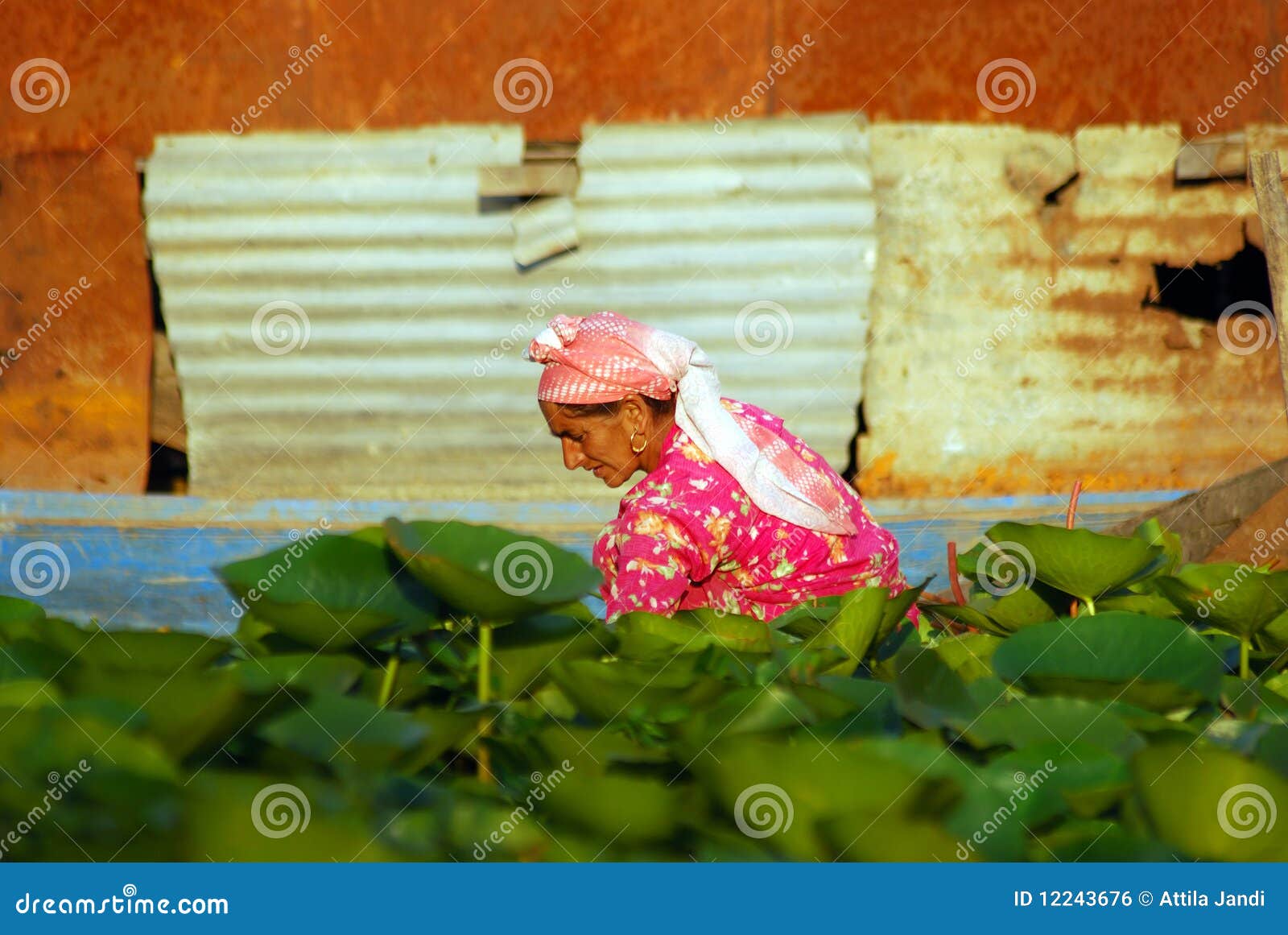 Kashmirian Woman, Srinagar, Kashmir, India Editorial Photo - Image of ...