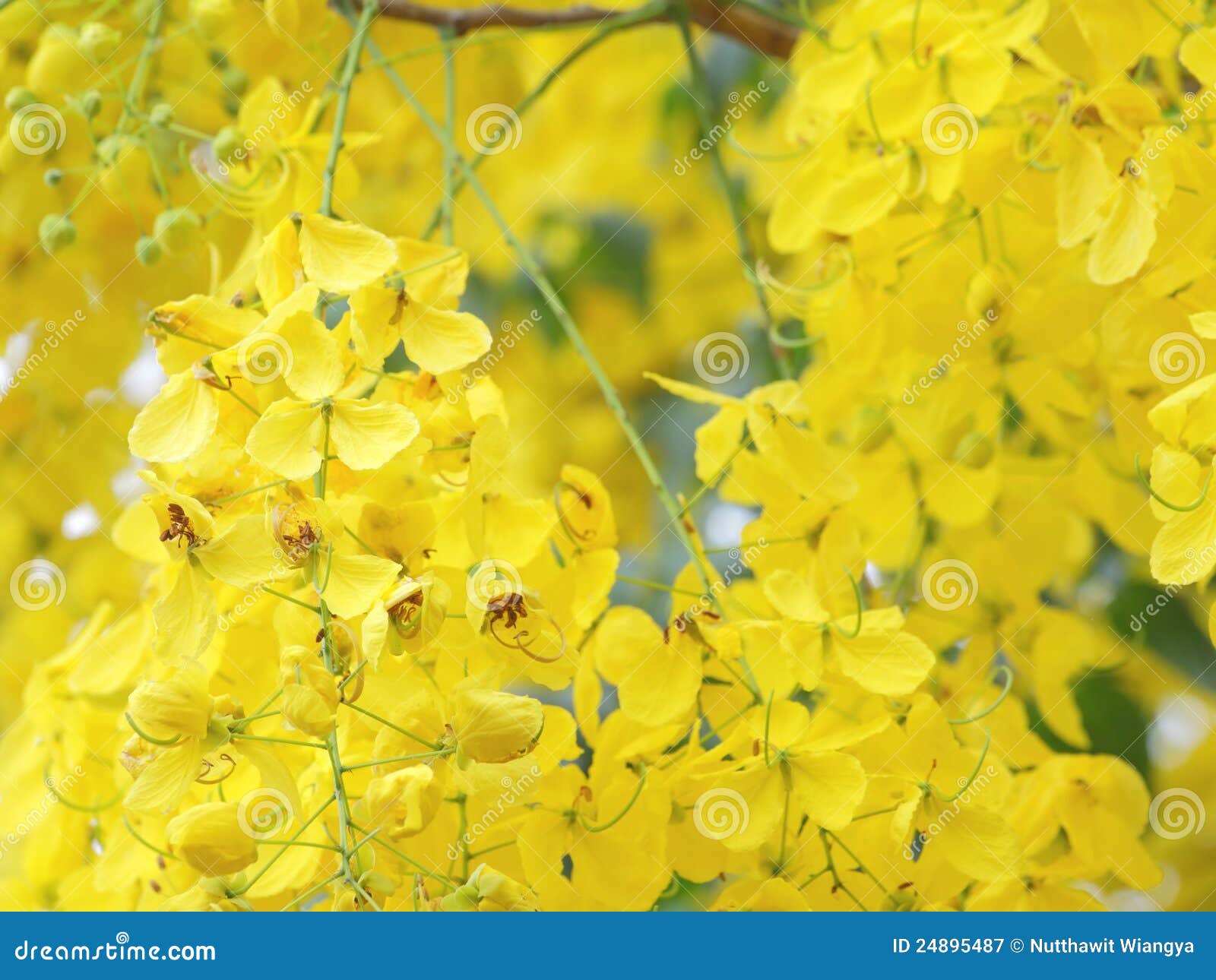 Kasja kwiat obraz stock. Obraz złożonej z płatki, powierzchnia - 24895487