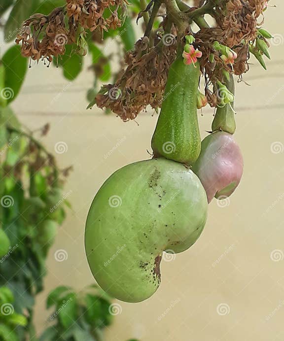 Kasoy 1 stock image. Image of cashew, tree, fruit, kasoy - 156484363