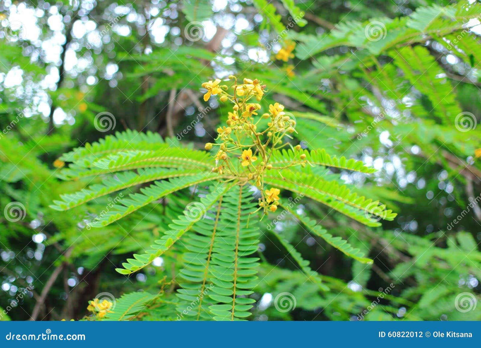Kassod Tree stock photo. Image of senna, kassod, tree - 60822012
