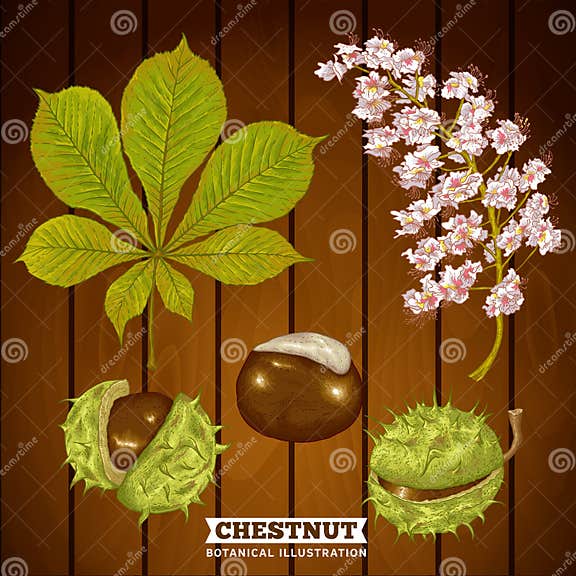 Kastanie Autumn Botanical Vector Illustration Vektor Abbildung ...