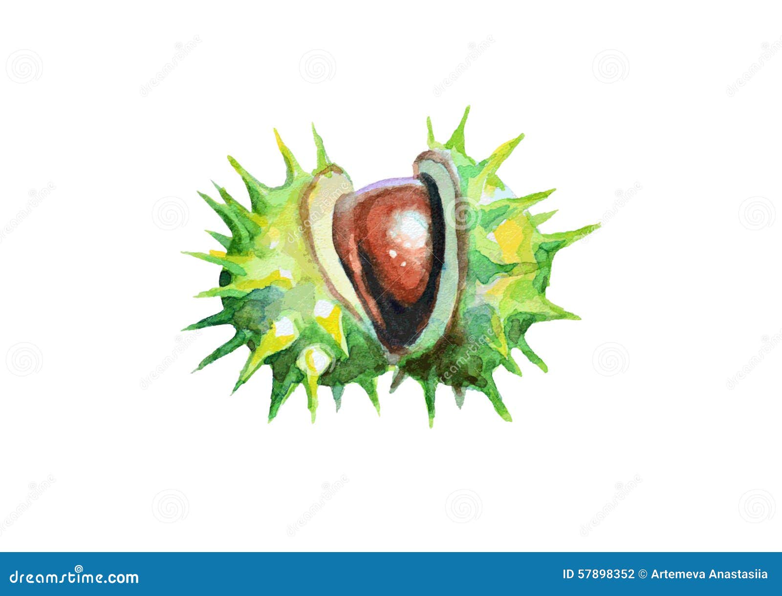 Kastanie in Der Aquarelltechnik Vektor Abbildung - Illustration von ...