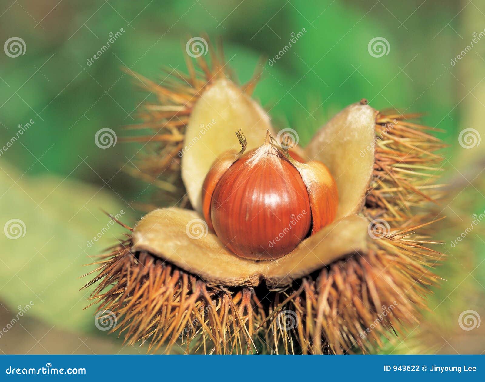 Kastanie mit Shell stockfoto. Bild von mutter, schale, grün - 943622