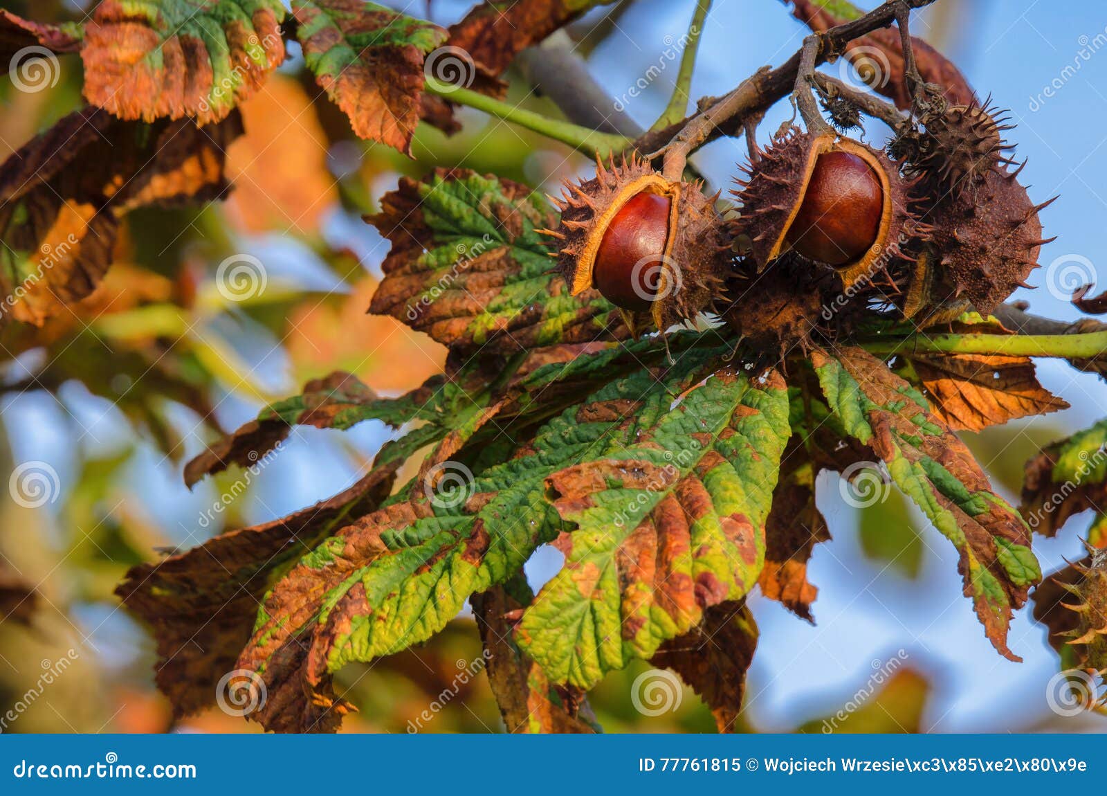 Kastanien stockbild. Bild von blätter, fällig, farben - 77761815