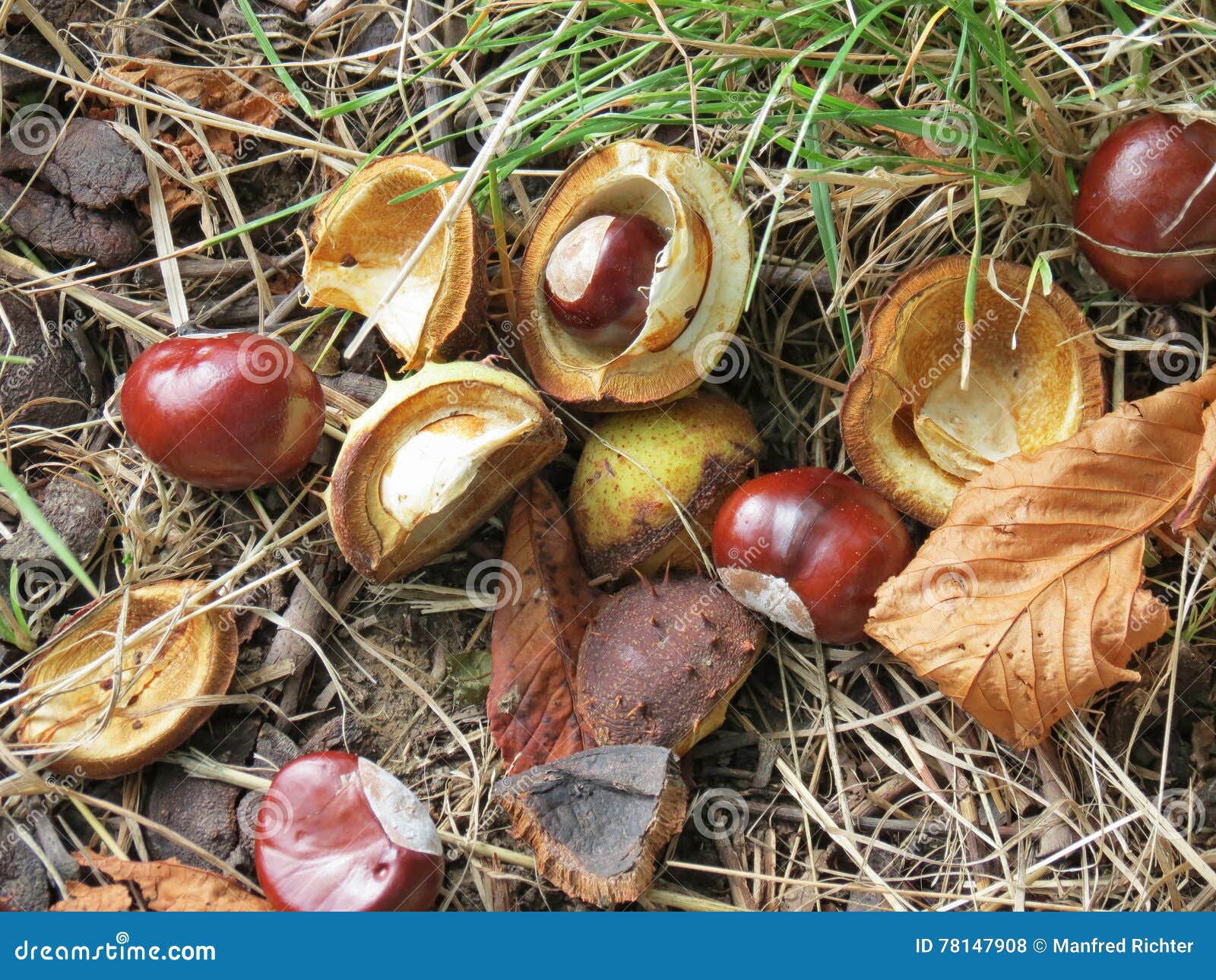 Kastanien im Herbst stockfoto. Bild von kastanie, frucht - 78147908