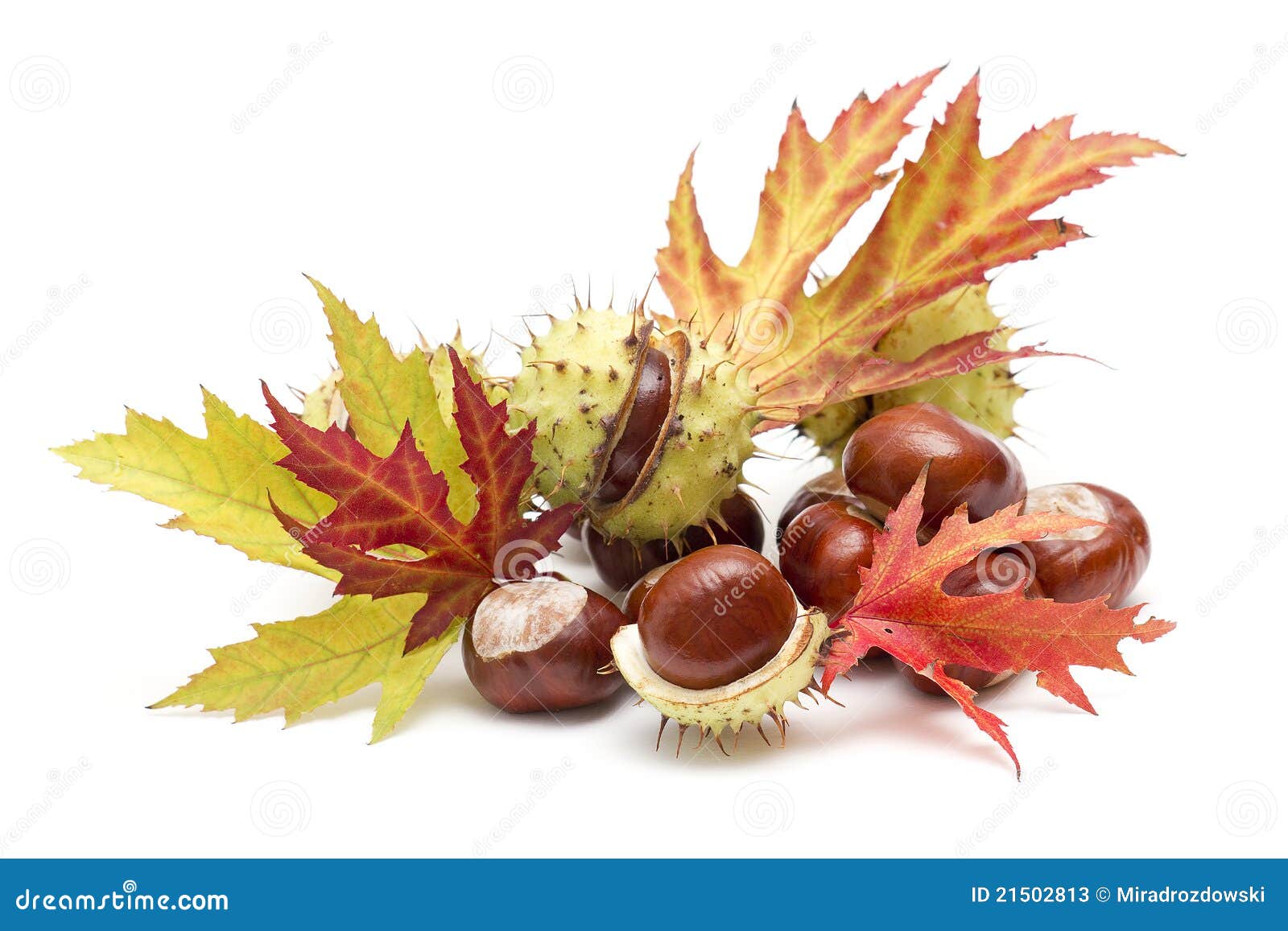 Kastanien Und Herbstblätter Stockbild - Bild von kastanie, saatgut ...