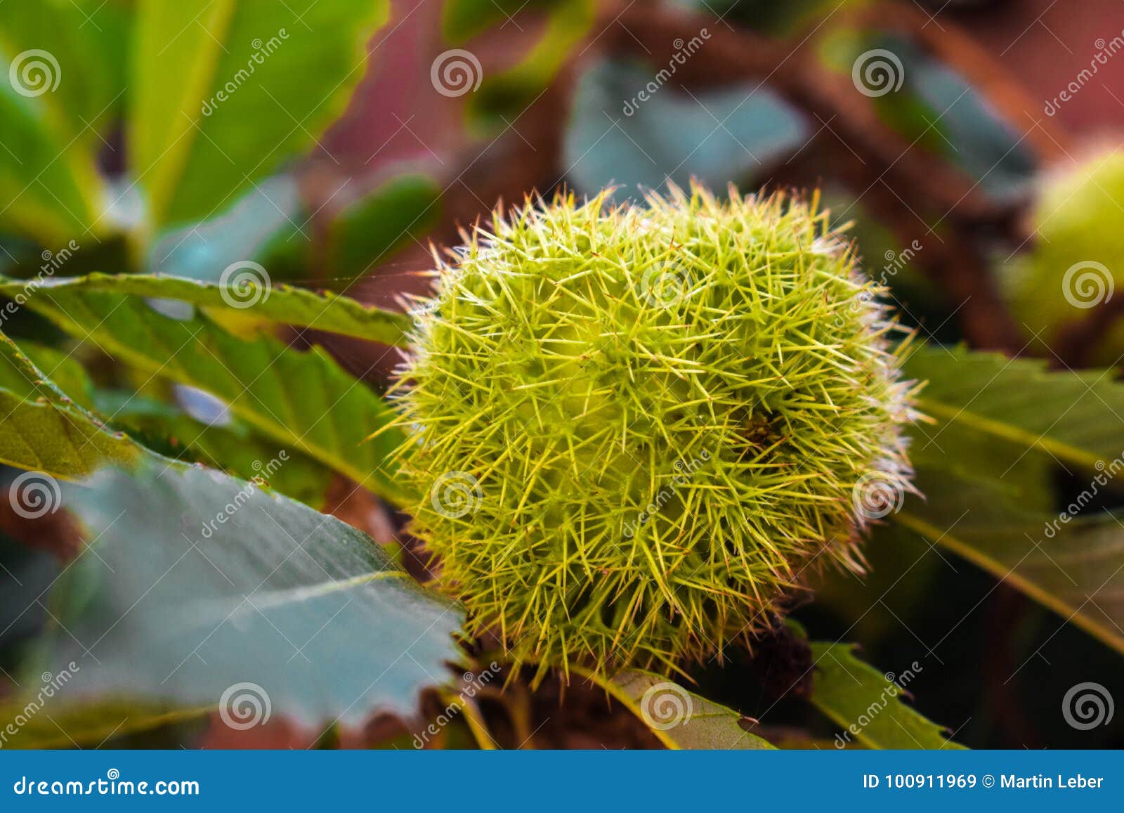 Kastanj fotografering för bildbyråer. Bild av stil, träd - 100911969