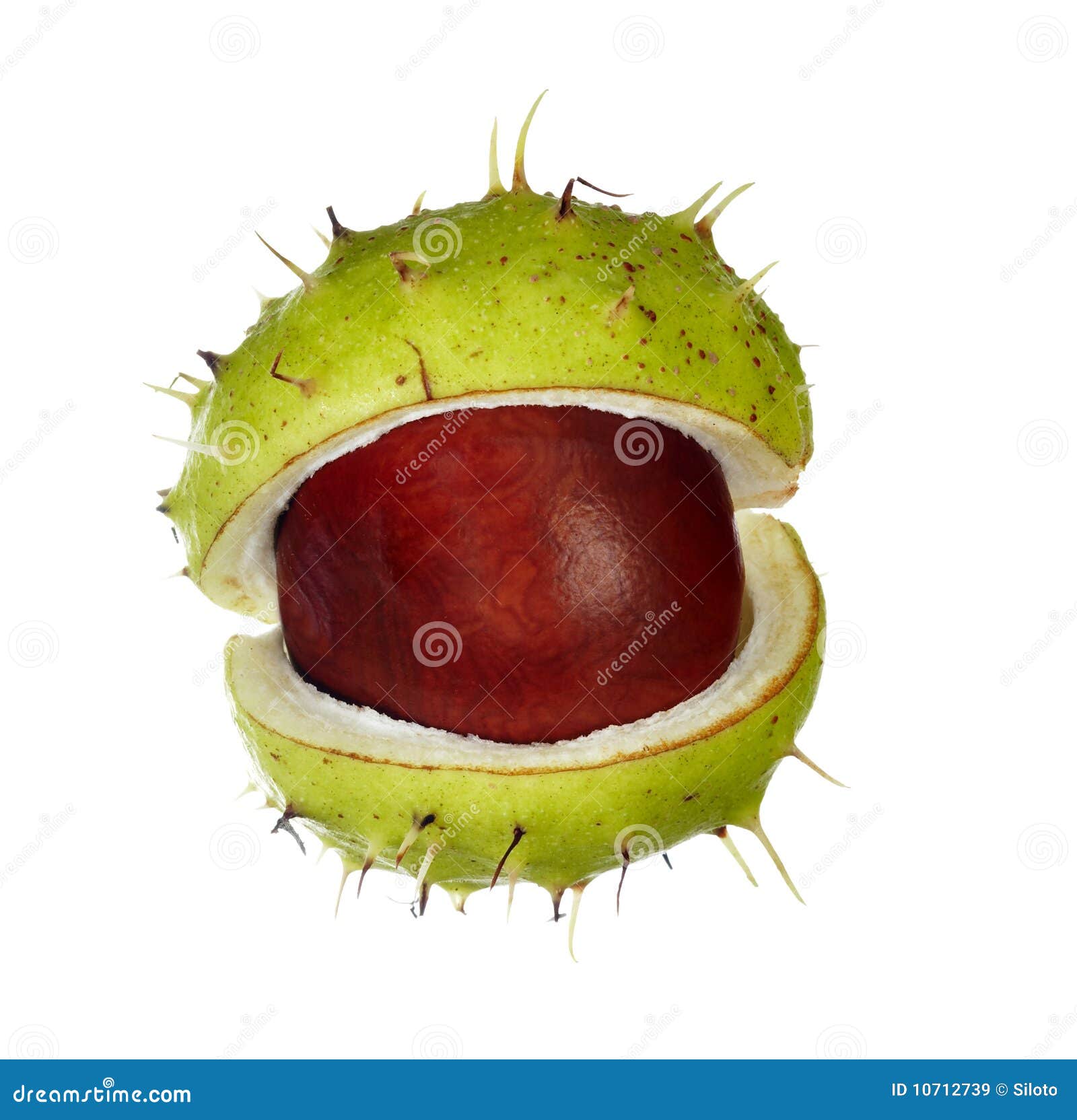 Kastanj fotografering för bildbyråer. Bild av stängning - 10712739