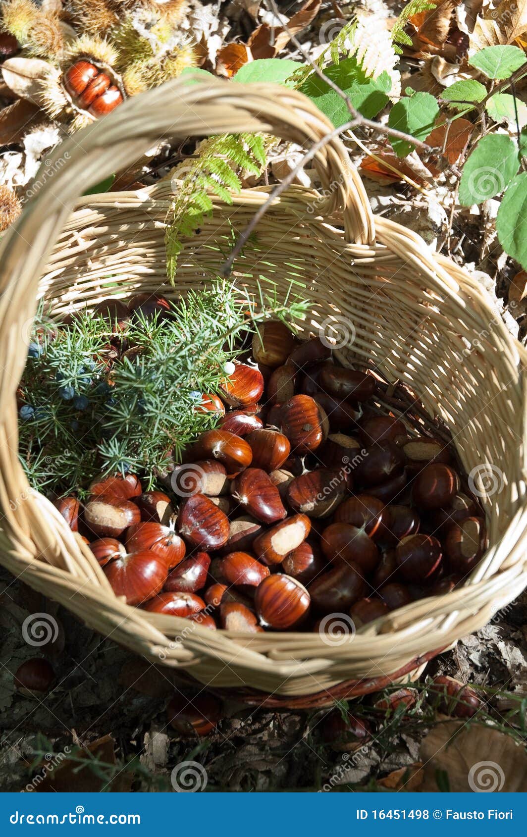 Kastanj arkivfoto. Bild av frukt, stilla, natur, falla - 16451498