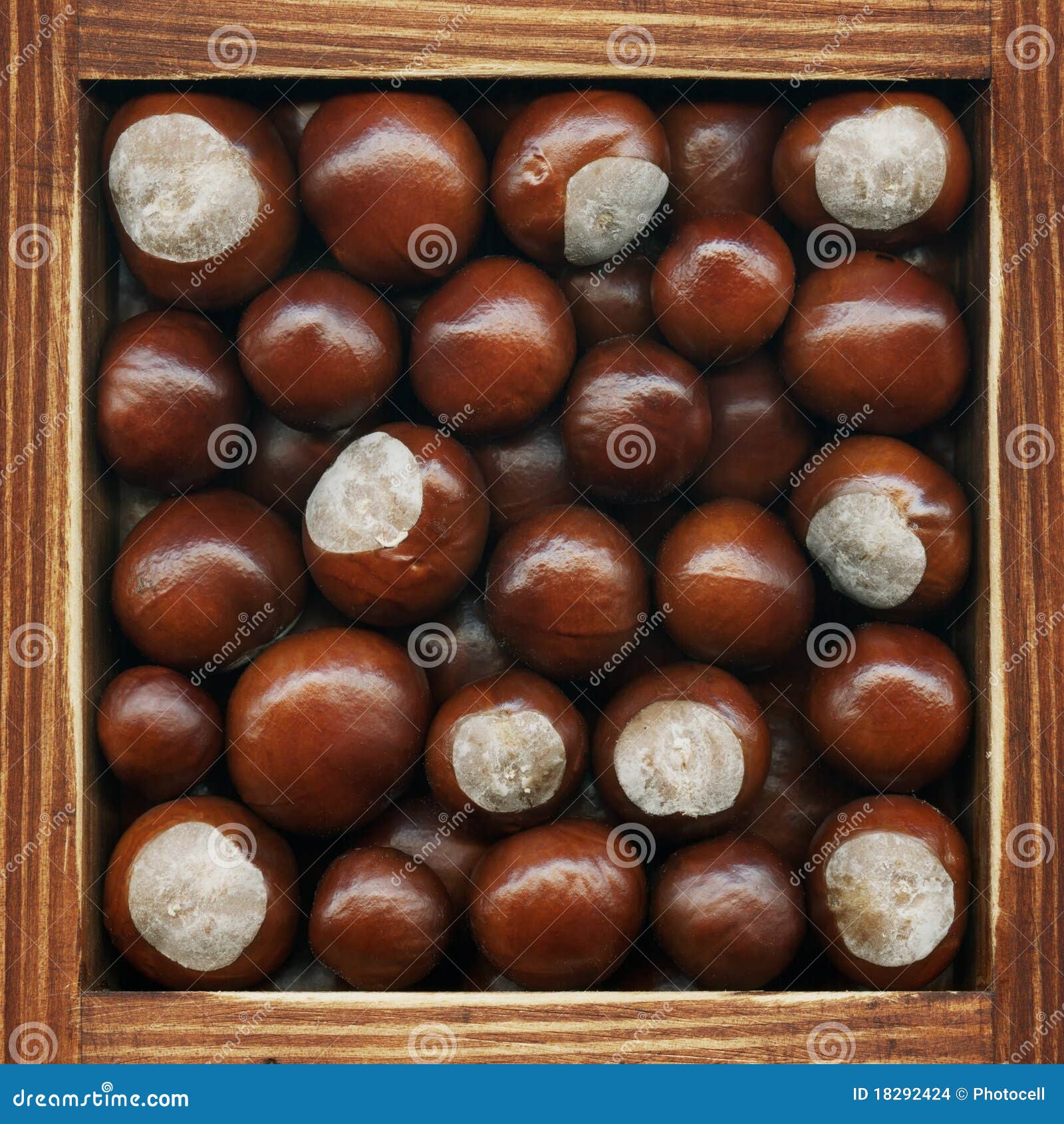 Kastanj arkivfoto. Bild av skal, ungefärligt, cell, tappning - 18292424