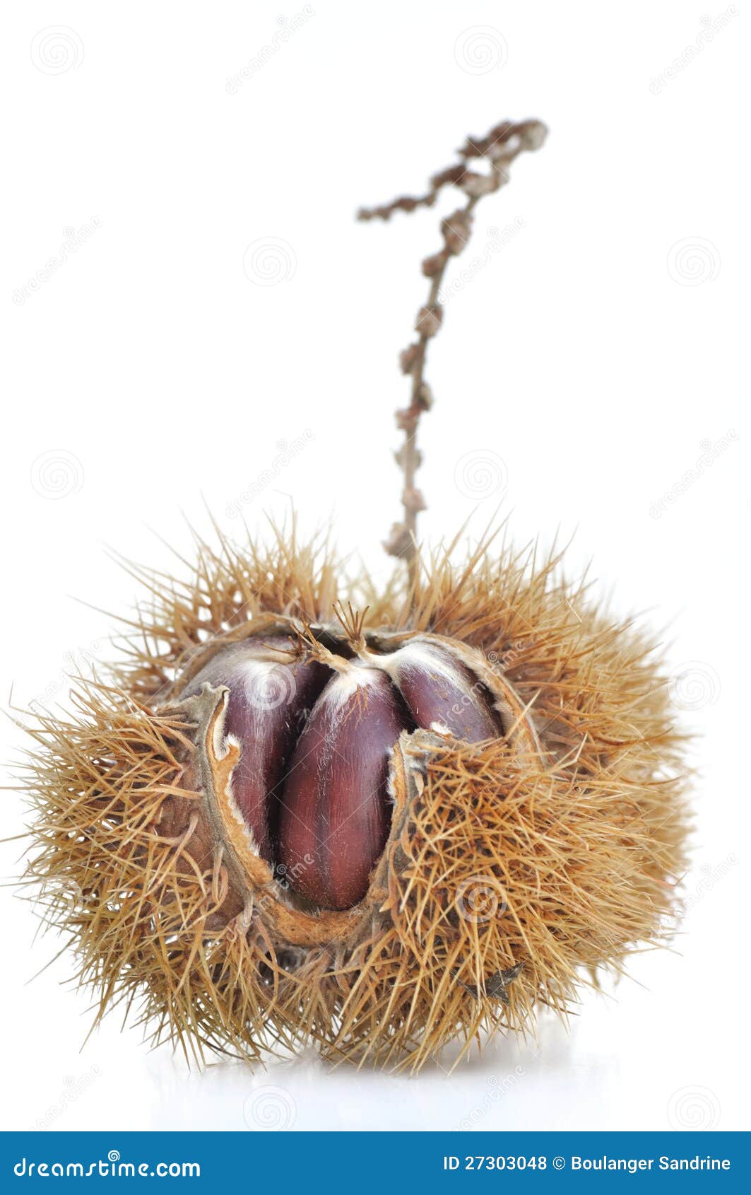 Kastanj arkivfoto. Bild av öppet, moget, byggmästare - 27303048