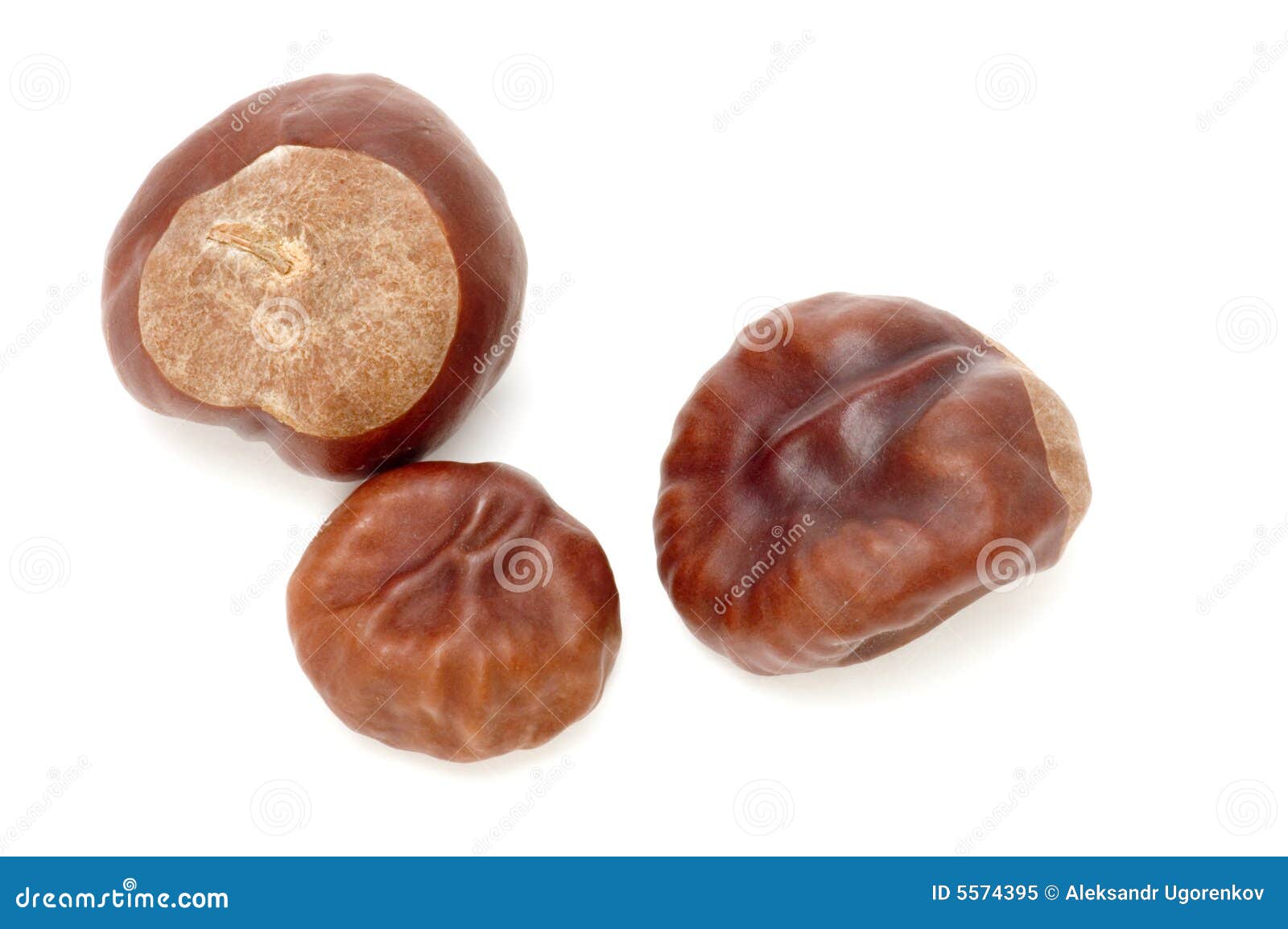 Kastanj fotografering för bildbyråer. Bild av frö, växt - 5574395