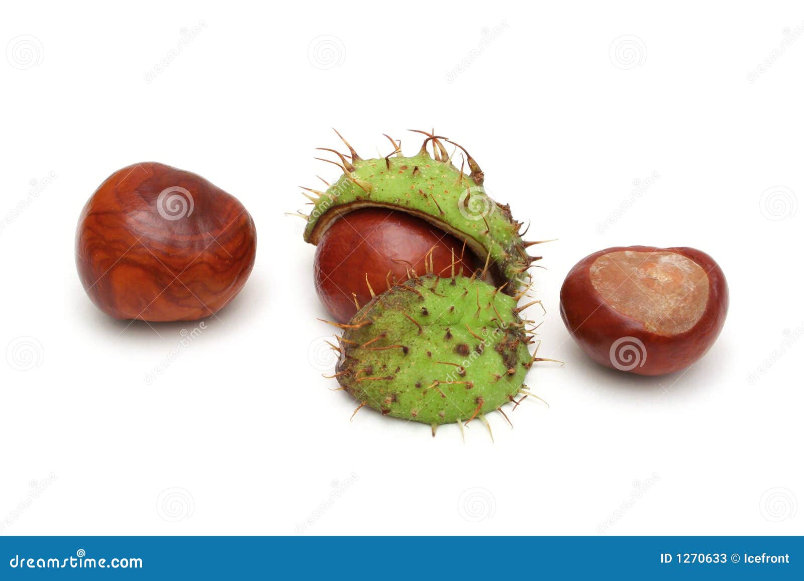 Kastanje stock afbeelding. Image of kastanje, oktober - 1270633