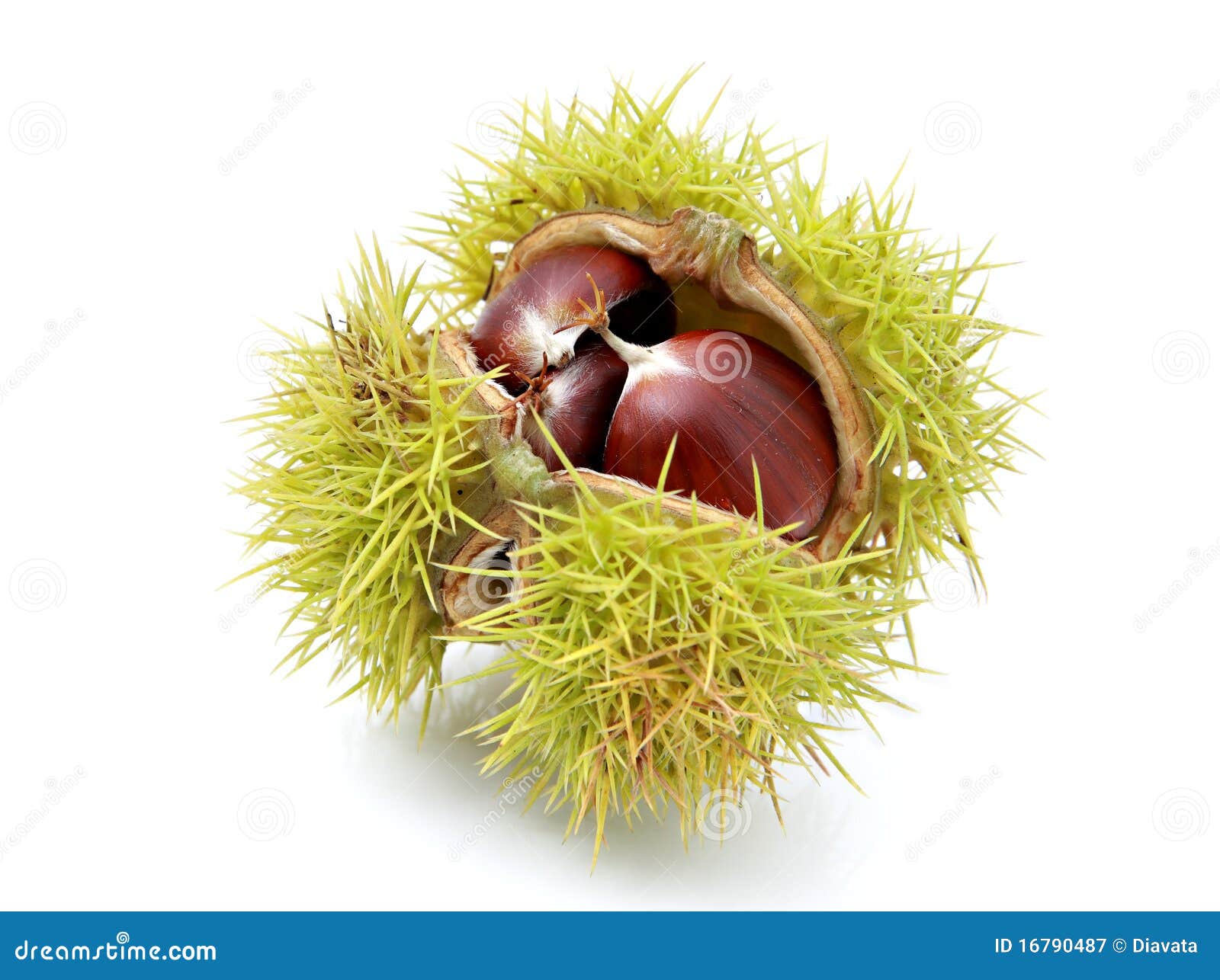 Kastanje in schil stock afbeelding. Image of najaar, vers - 16790487