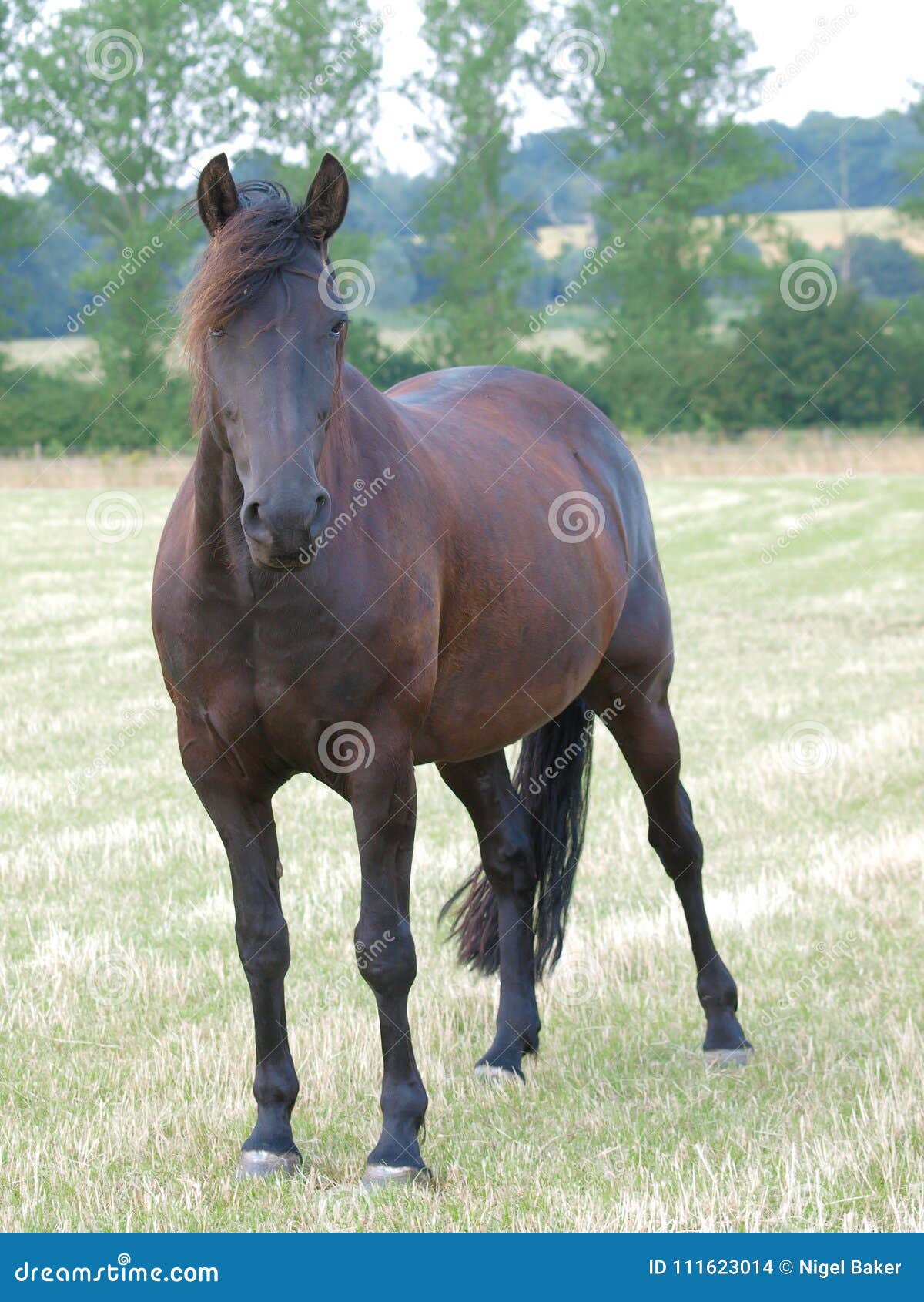 Kastanjebrun hingst arkivfoto. Bild av fritt, beta, hingst - 111623014