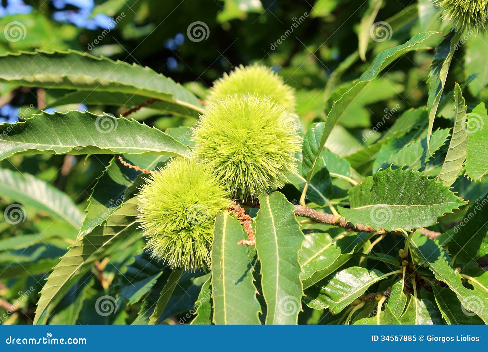 Kastanjen skorrar fotografering för bildbyråer. Bild av kastanjer ...
