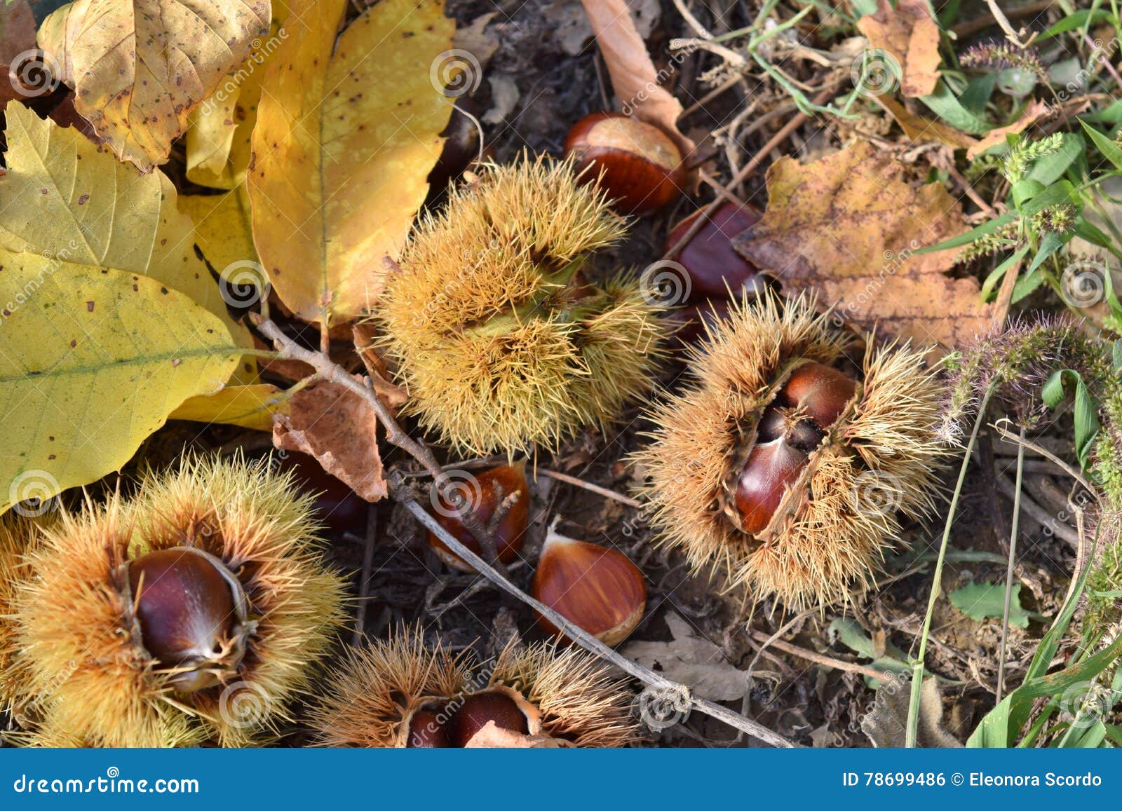 Kastanjer arkivfoto. Bild av jordning, frukt, växter - 78699486