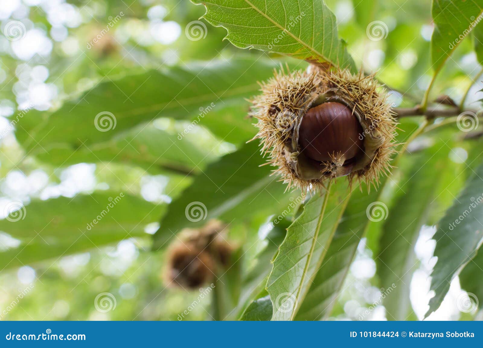 Kastanjes stock foto. Image of kastanjes, bramen, groen - 101844424