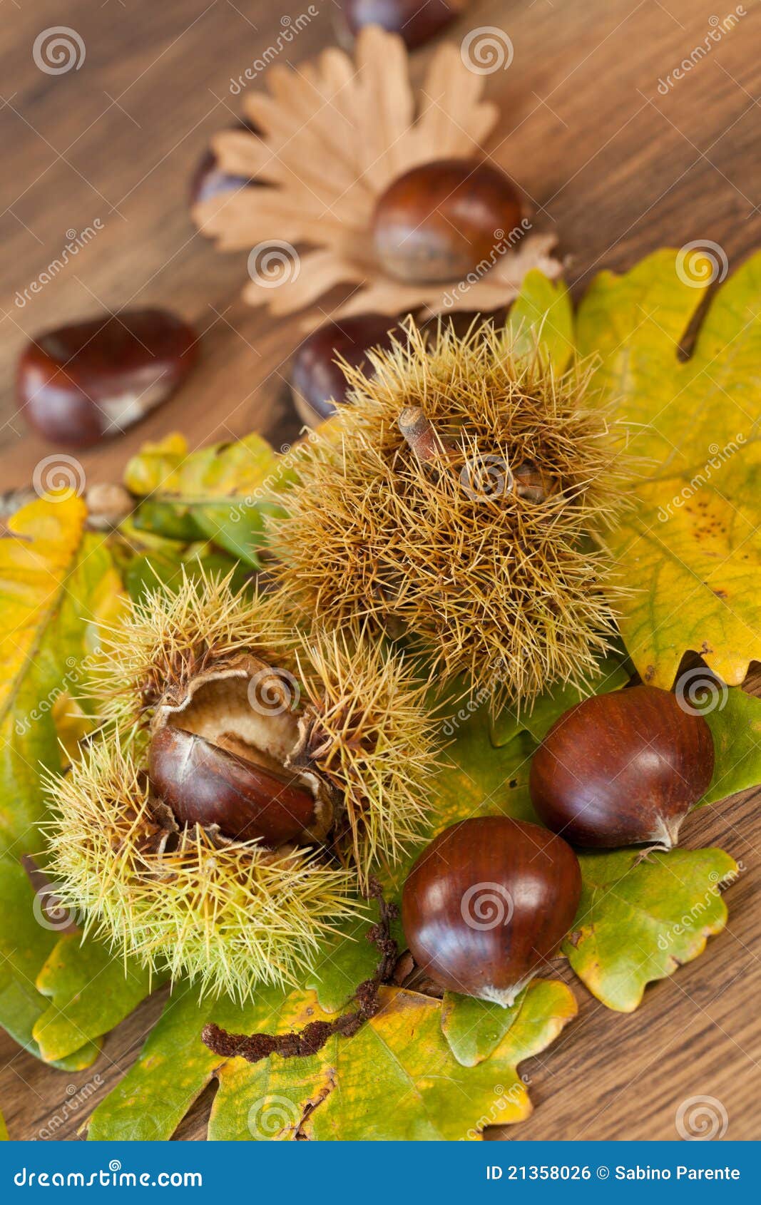 Kastanjes stock foto. Image of daling, voedsel, platteland - 21358026