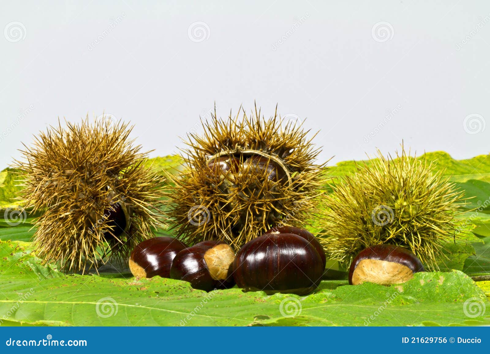 Kastanjes stock foto. Image of scherp, bladeren, ingrediënt - 21629756