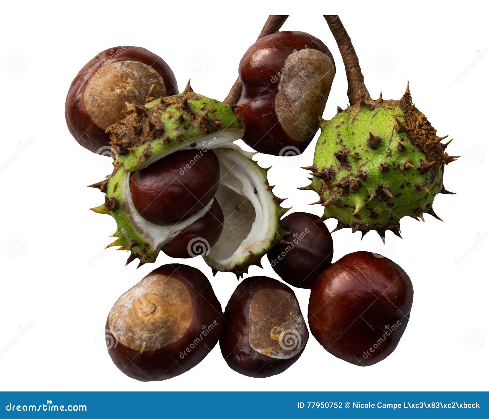 Kastanjes stock foto. Image of najaar, installatie, knipsel - 77950752