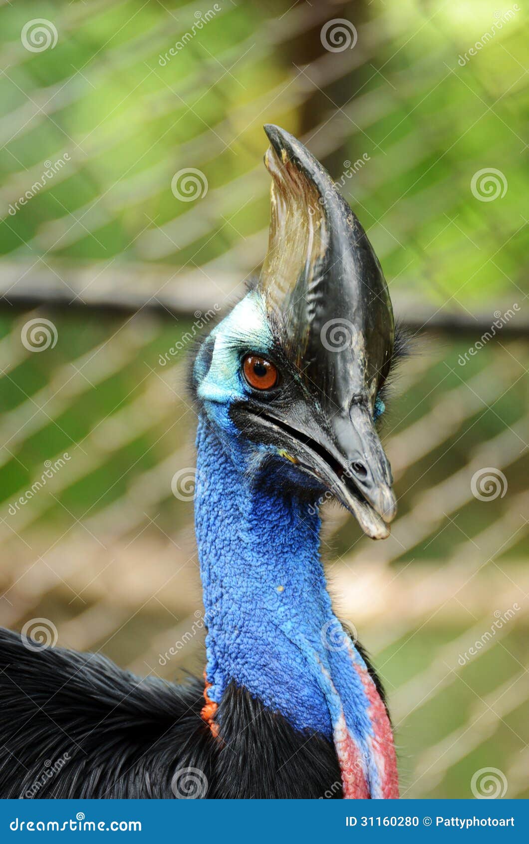 Kasuar stockfoto. Bild von bär, karte, tier, australisch - 31160280