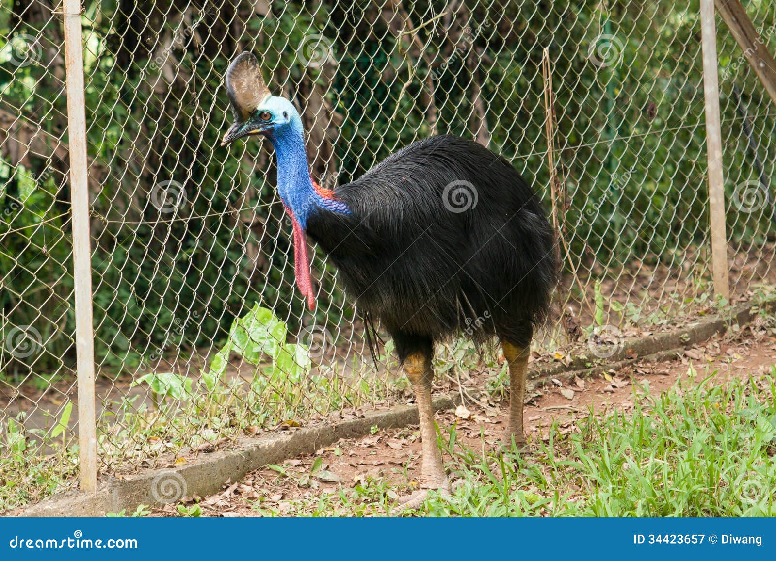 Kasuar fotografering för bildbyråer. Bild av färg, natur - 34423657
