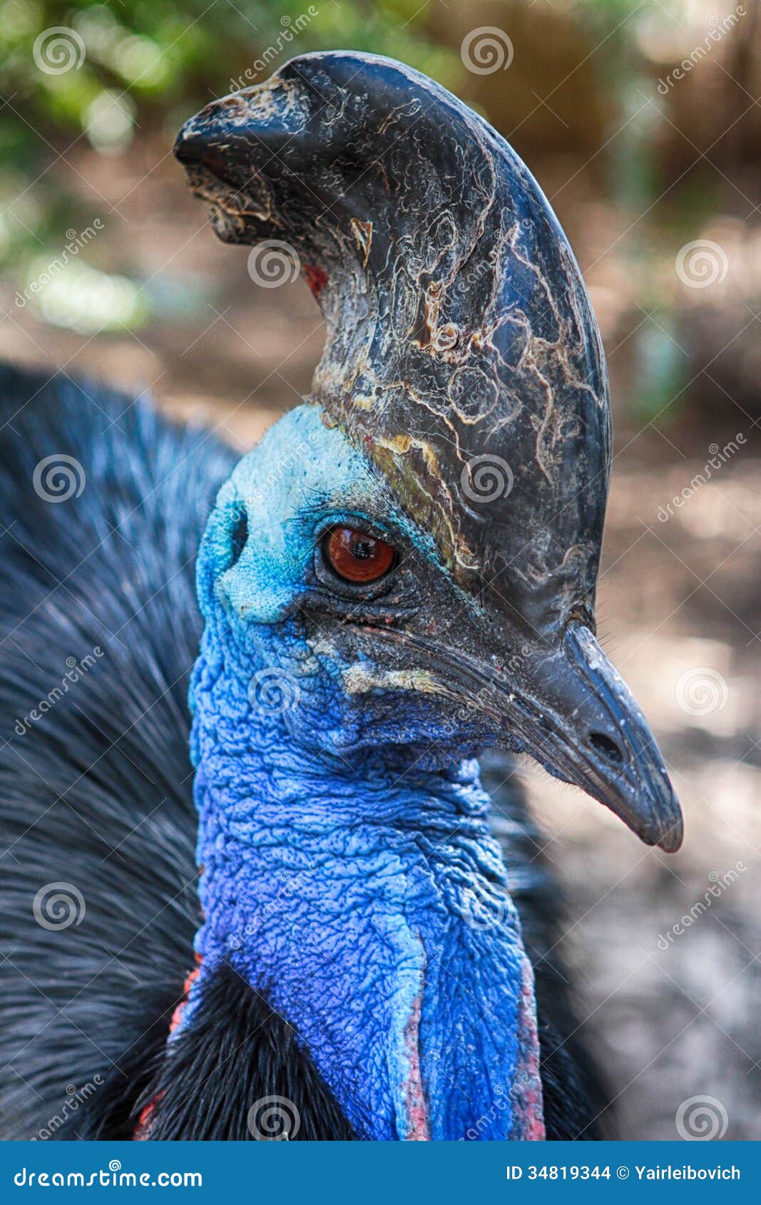 Kasuar stockfoto. Bild von exotisch, porträt, australien - 34819344