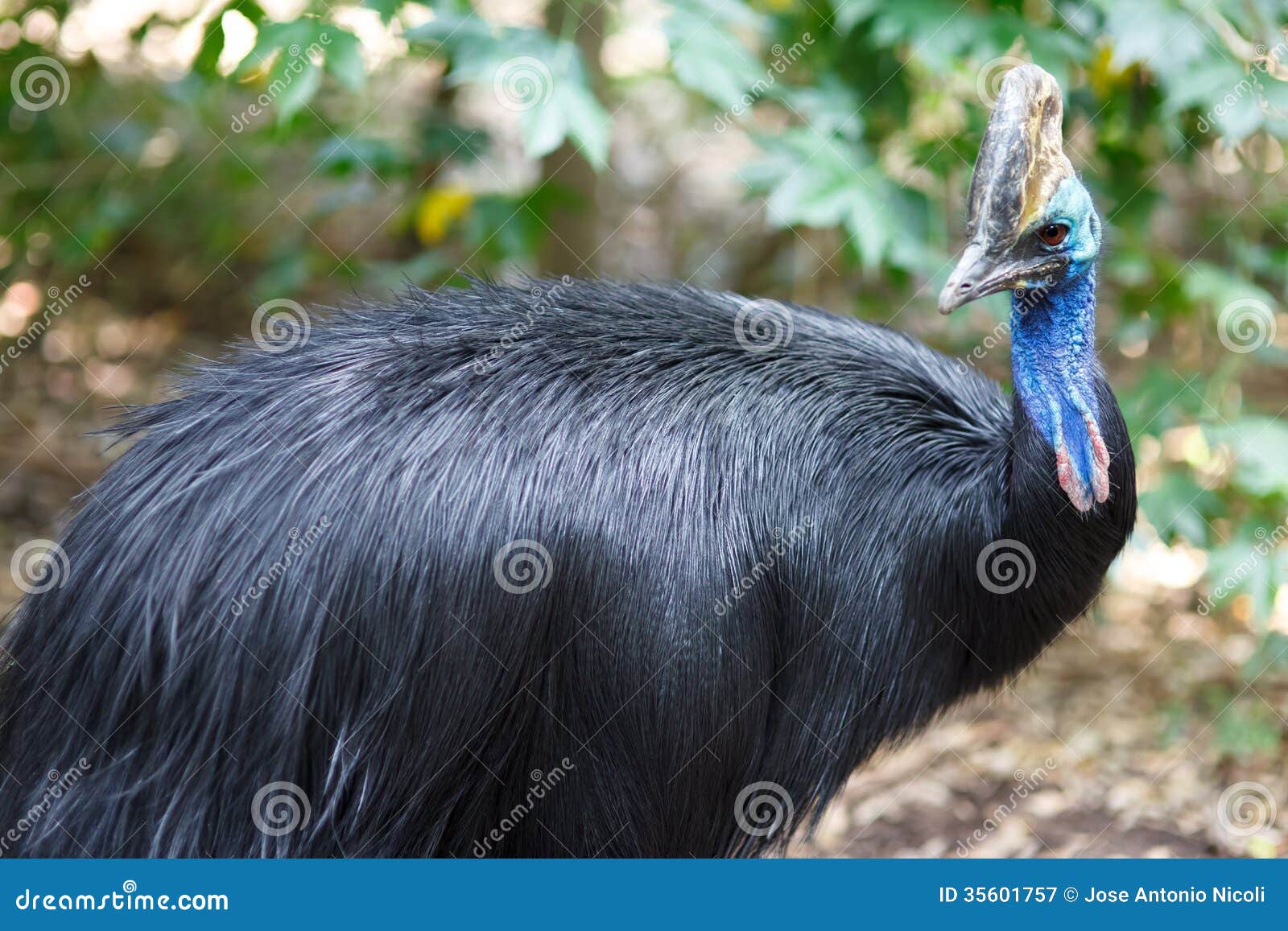 Kasuar stockbild. Bild von geschöpf, feder, jagd, züchten - 35601757