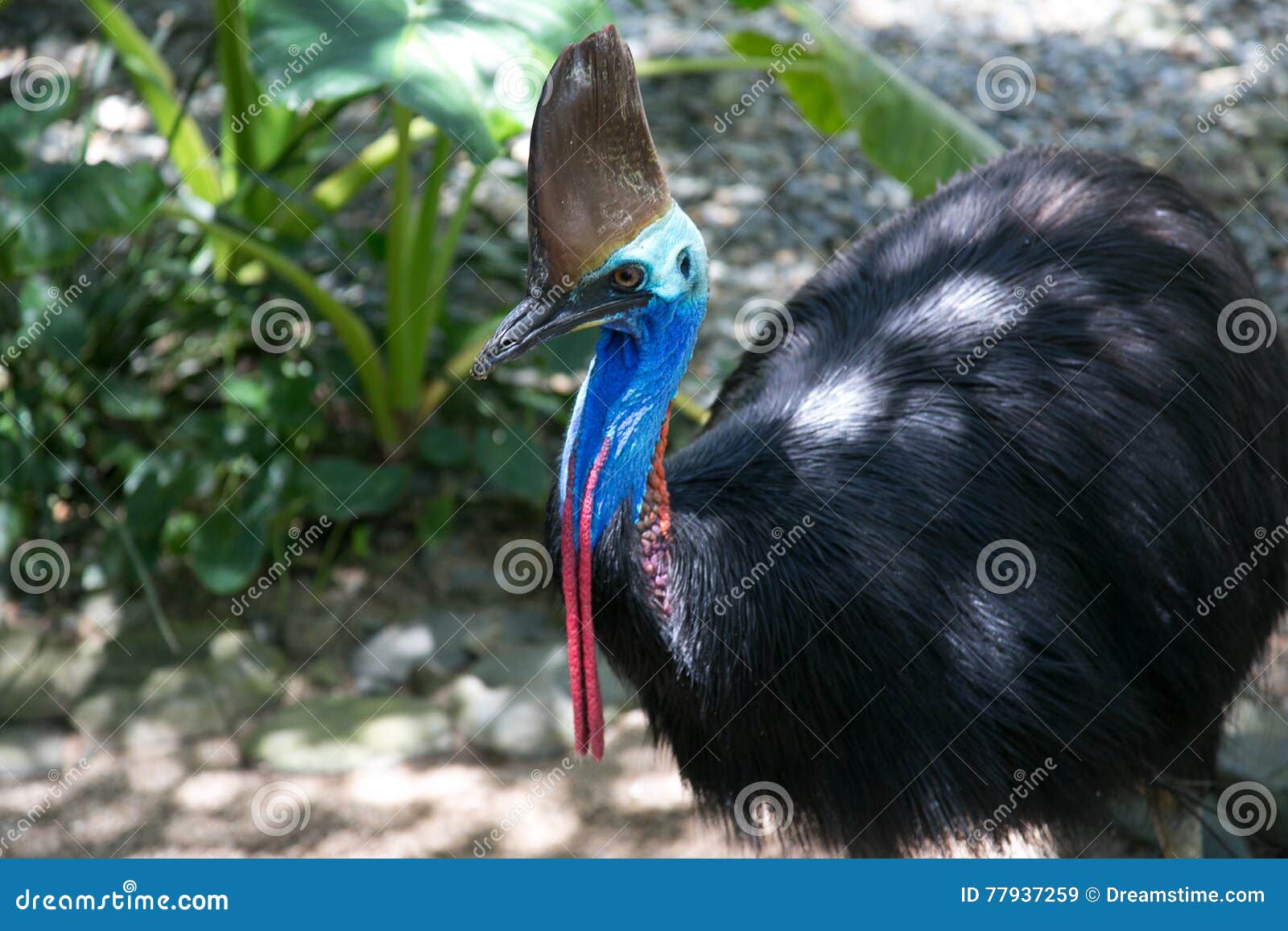 Kasuar Ein Seltener Vogel Tatsächlich! Stockbild - Bild von leuchtend ...