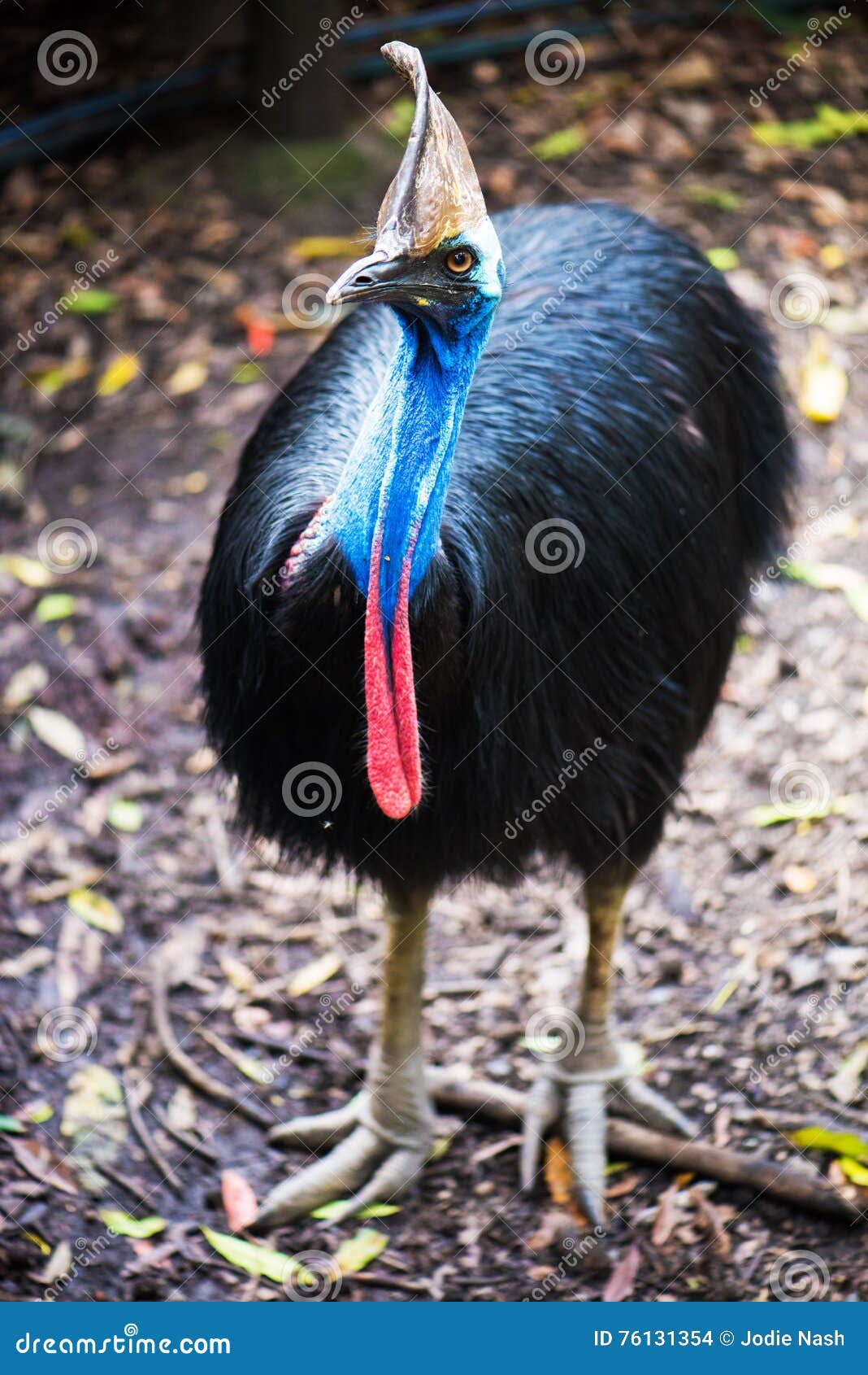 Kasuar im Busch stockfoto. Bild von porträt, busch, vertretung - 76131354