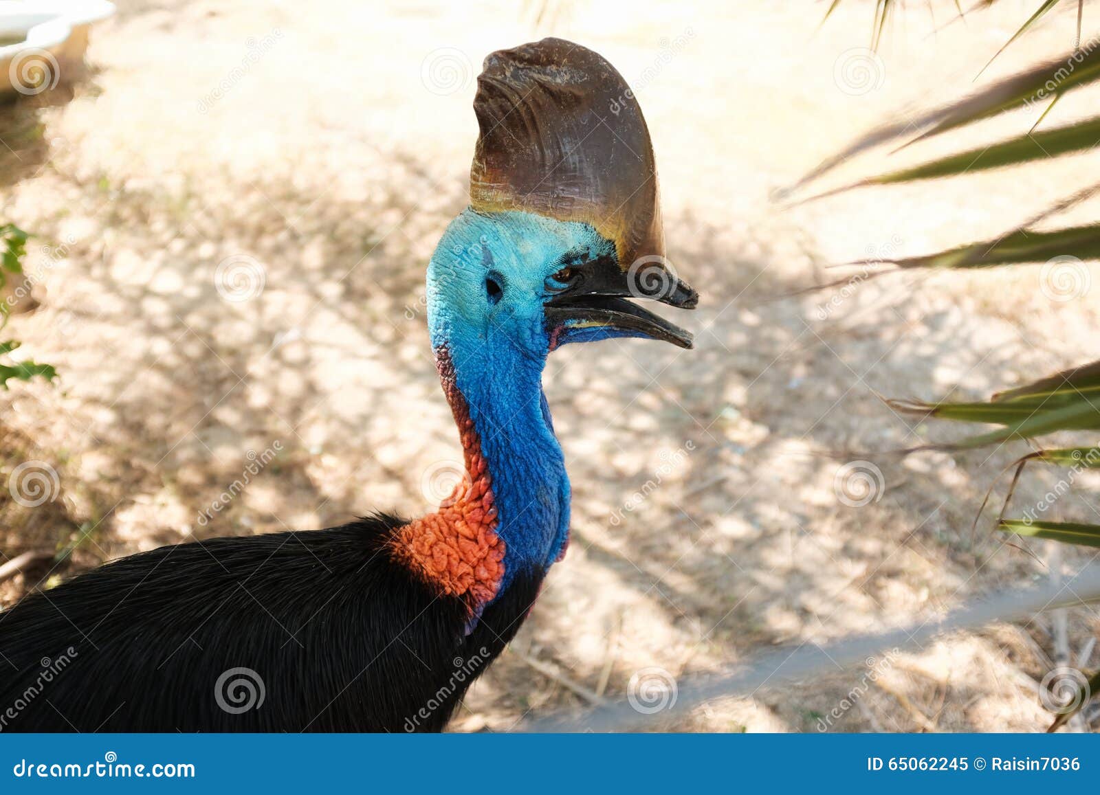 Kasuar im wilden stockbild. Bild von tier, bild, wild - 65062245