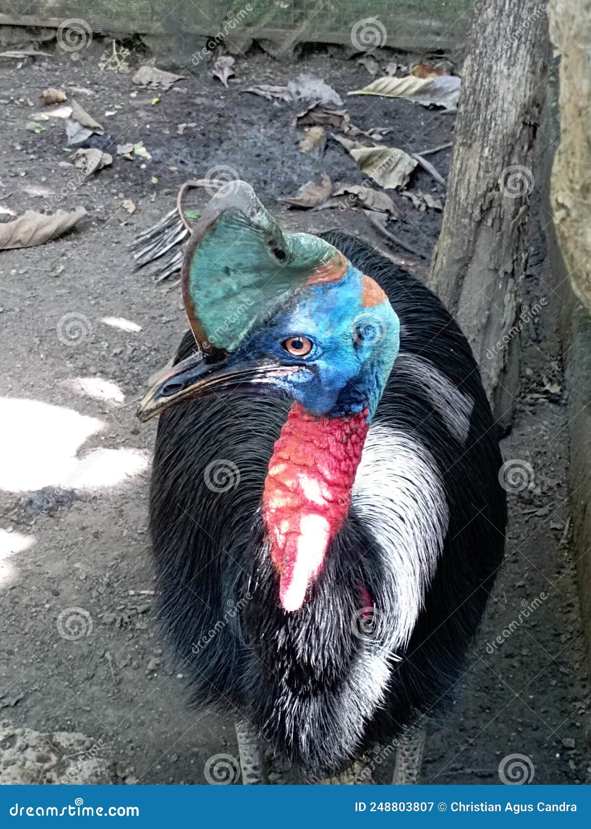 Kasuari Bird - Batu Secret Zoo, Malang, East Java, Indonesia Editorial ...