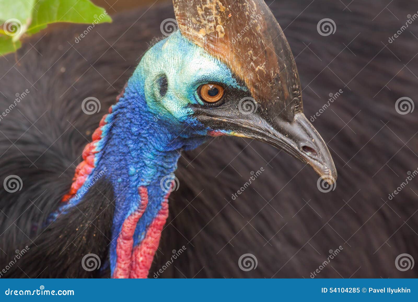 Kasuaris - De Grootste Vogel in Australië Stock Afbeelding - Image of ...