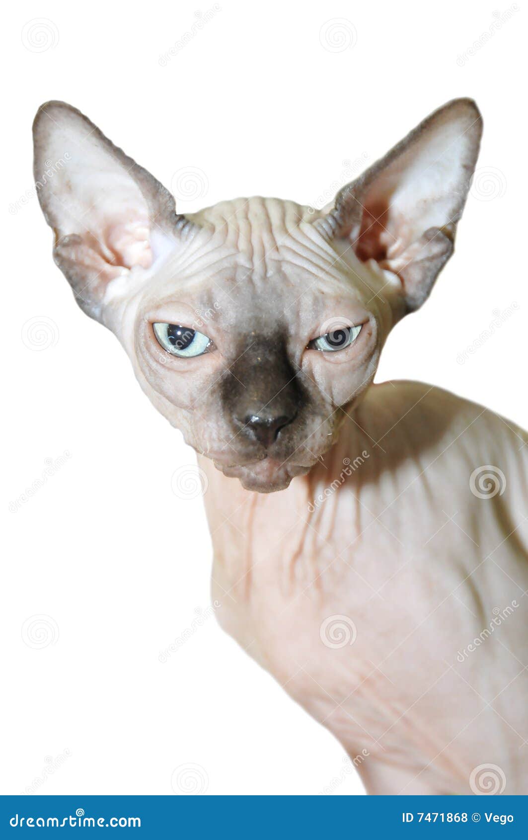 Kat stock foto. Image of binnenlands, kaal, katten, grappig - 7471868