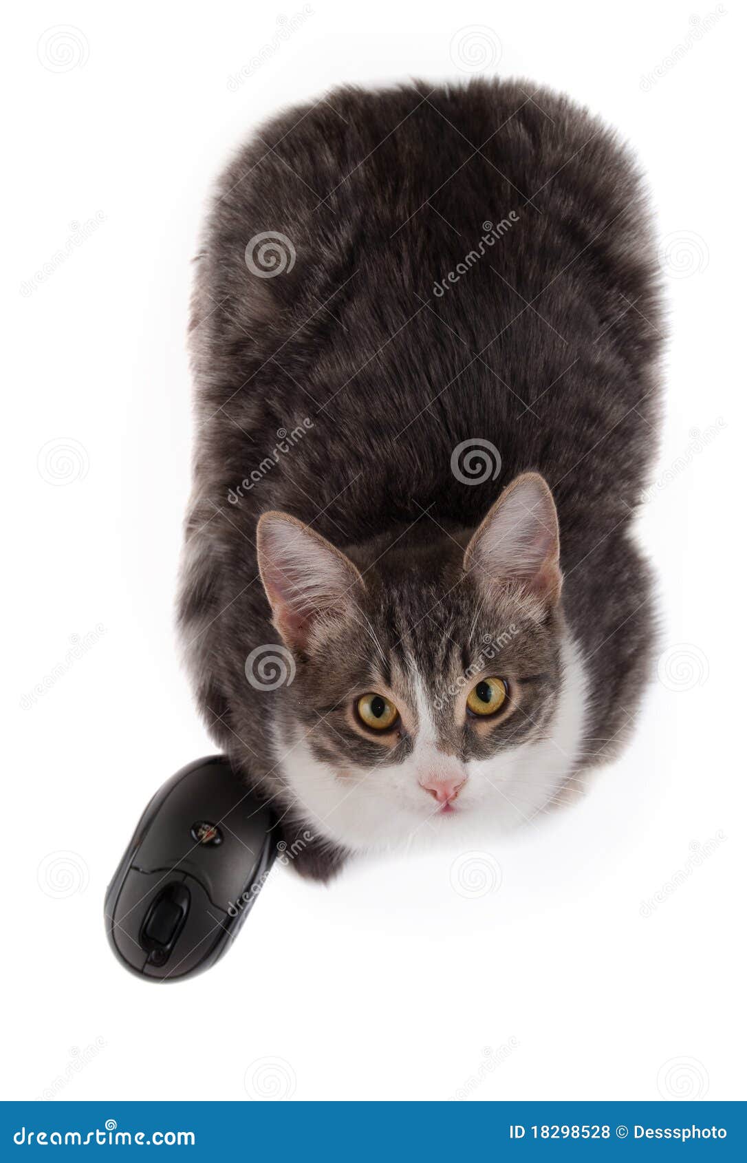 Kat and computer mouse stock photo. Image of domestic - 18298528
