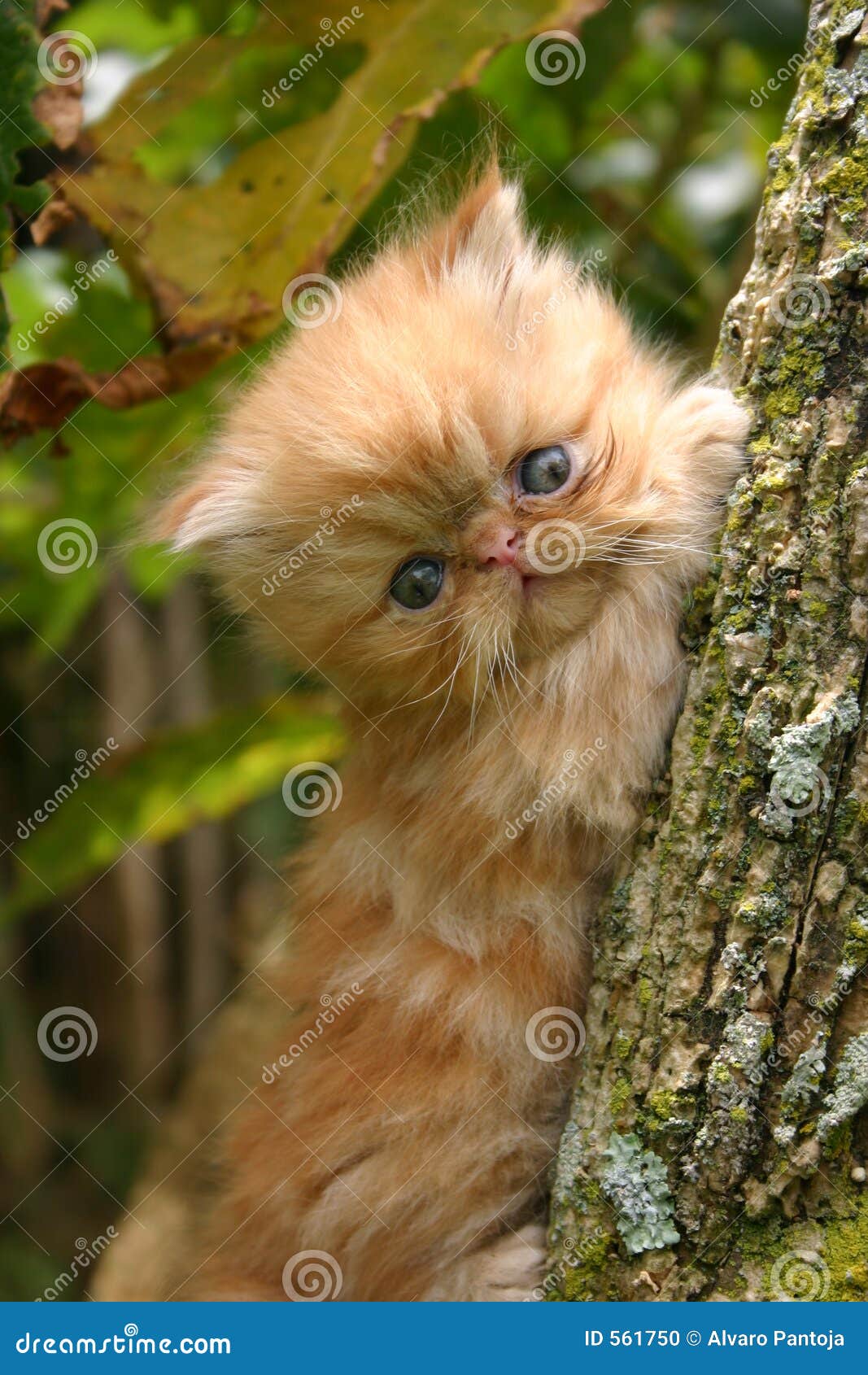 Kat in de boom stock foto. Image of karper, baby, huisdieren - 561750