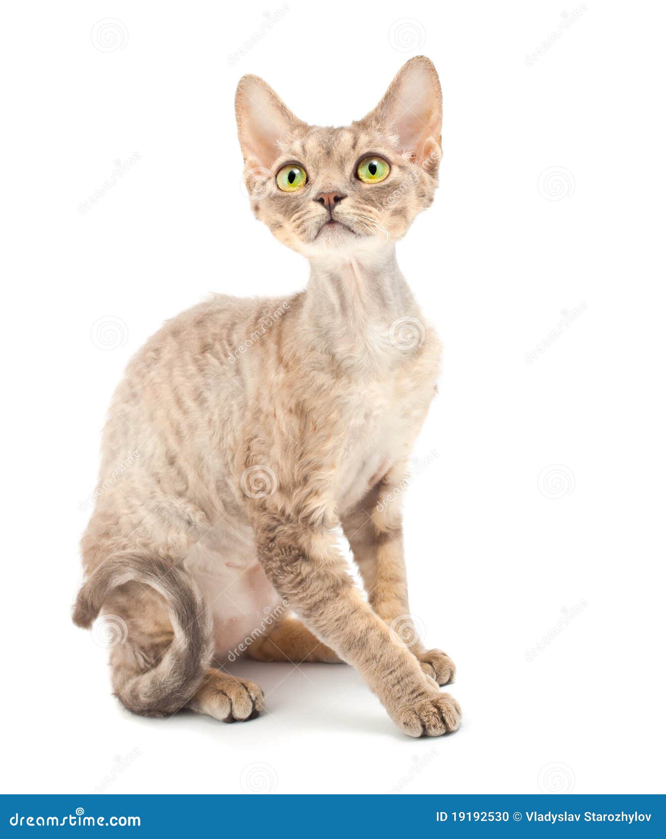 Kat Devon Rex stock foto. Image of rasecht, studio, devon - 19192530