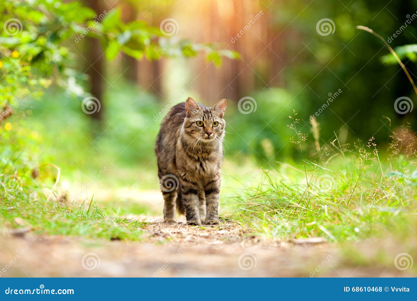 Kat die in het bos lopen stock foto. Image of vers, droevig - 68610468